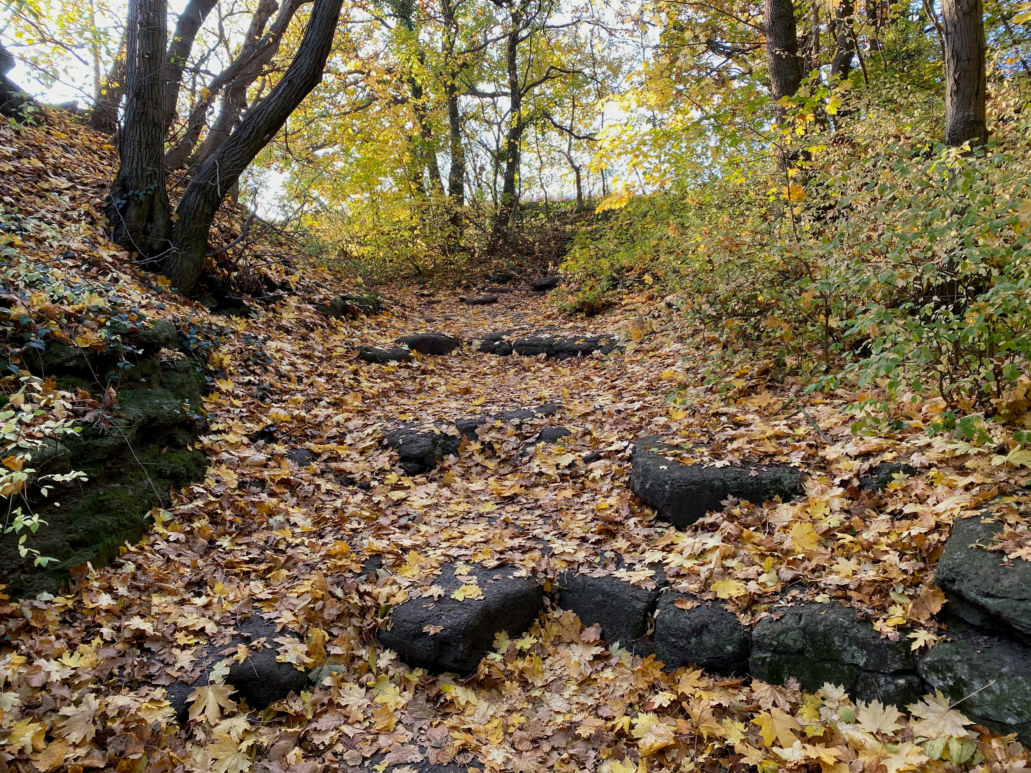 green trees and brown leaves on ground during daytime