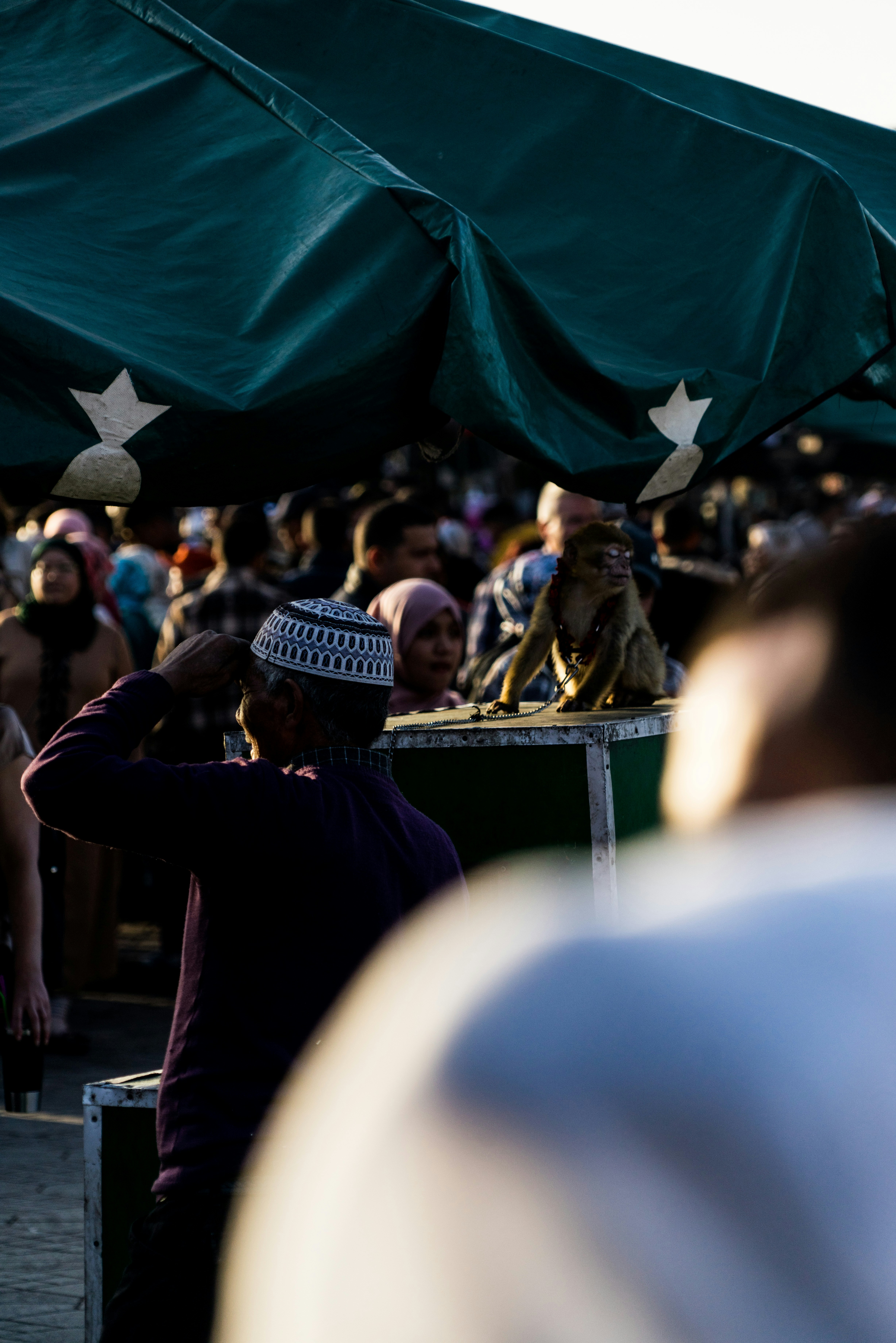 Monkey Sentinel Under a Teal Market Canopy
