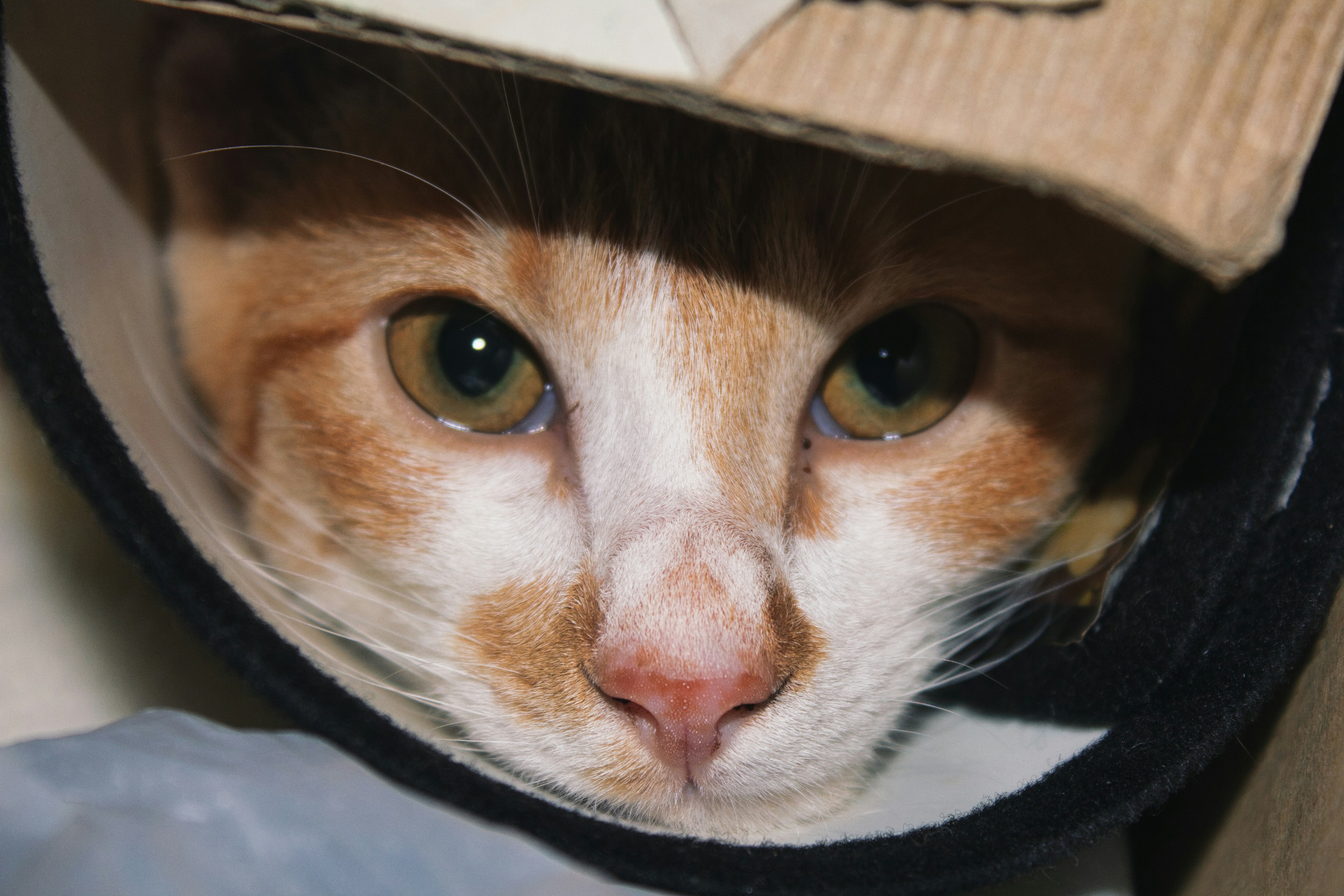 Curious Stare from a Cardboard-Curled Cat Nook