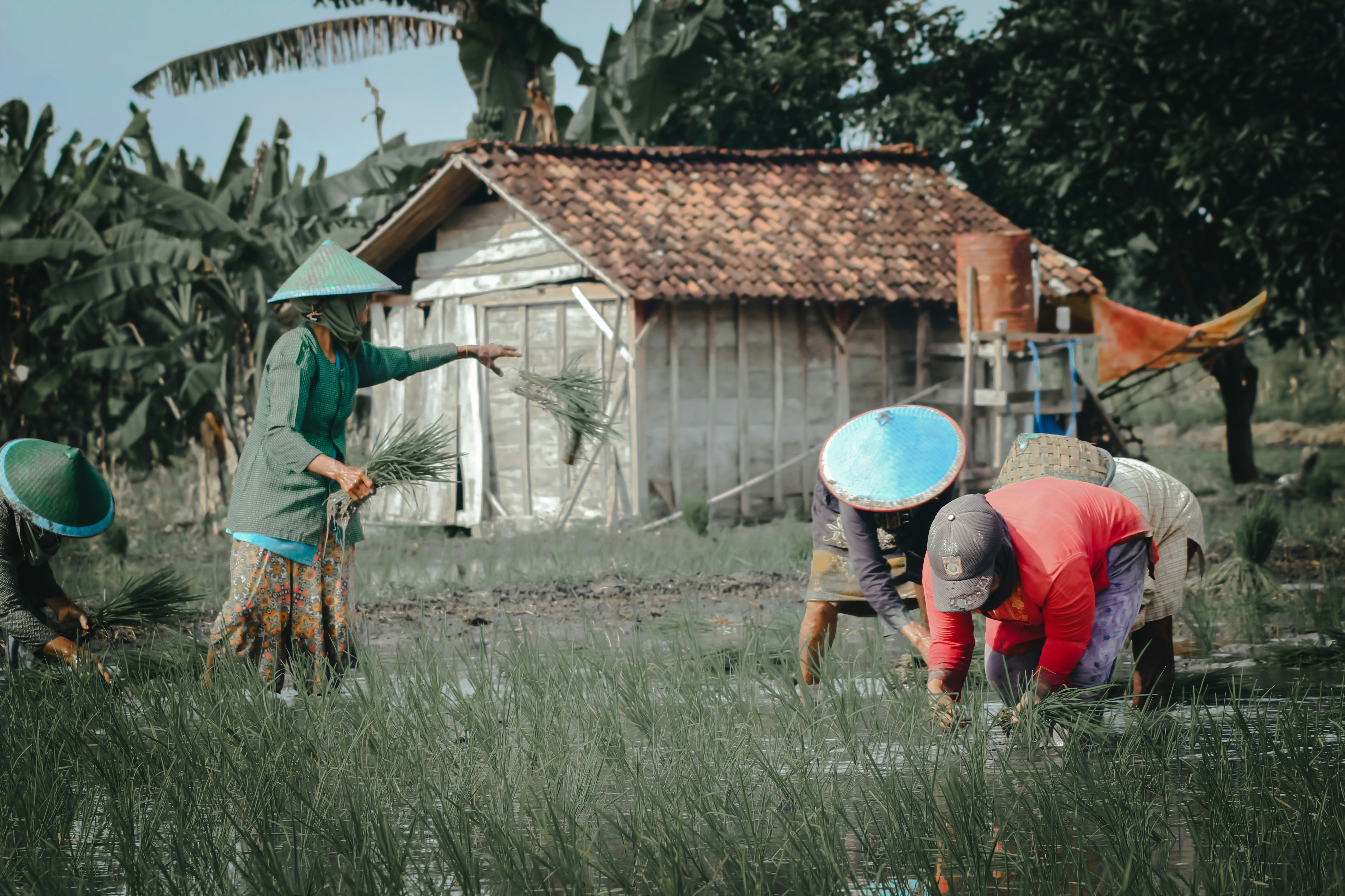 Farmers planting rice in lush green fields, with a traditional house and banana trees in the background.