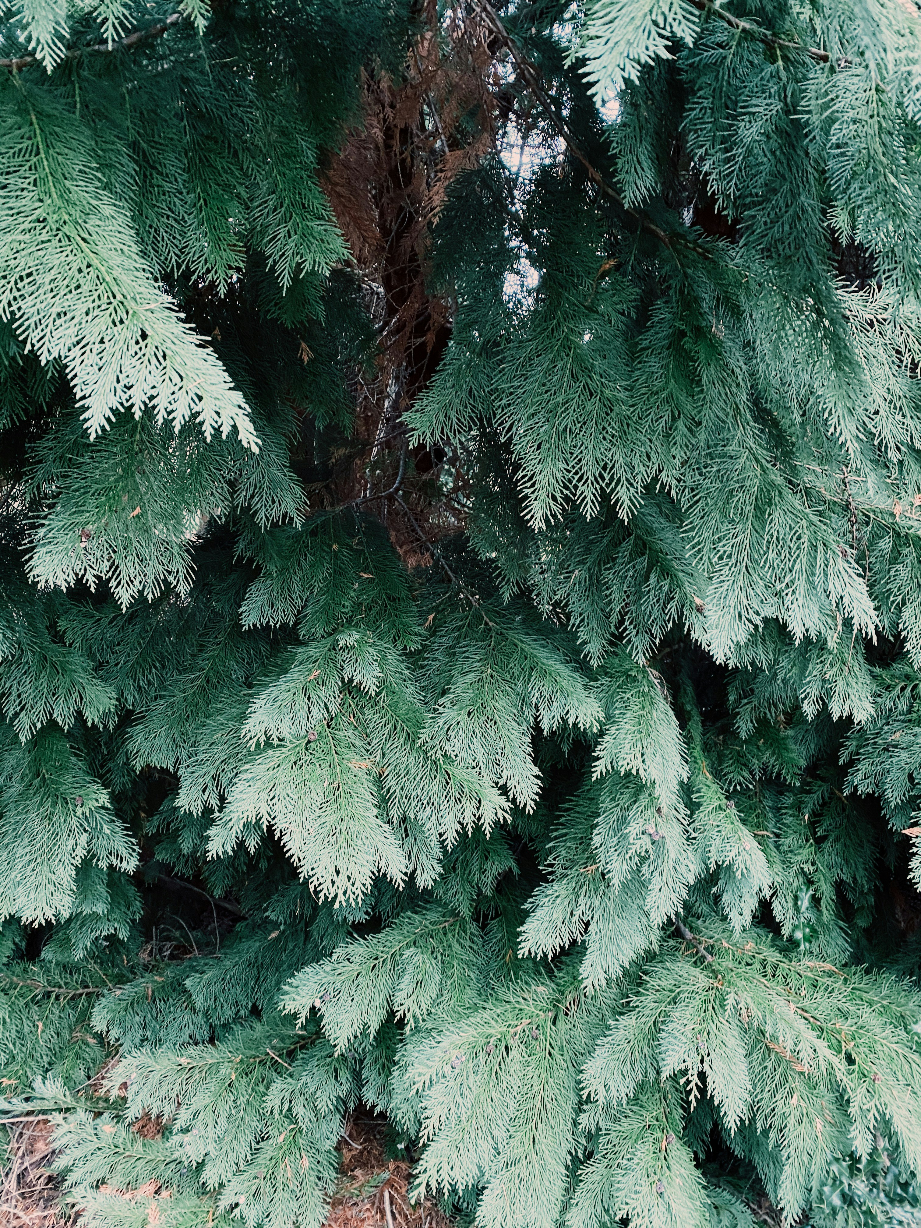 Needlework in Green: A Dense Fir Foliage Portrait