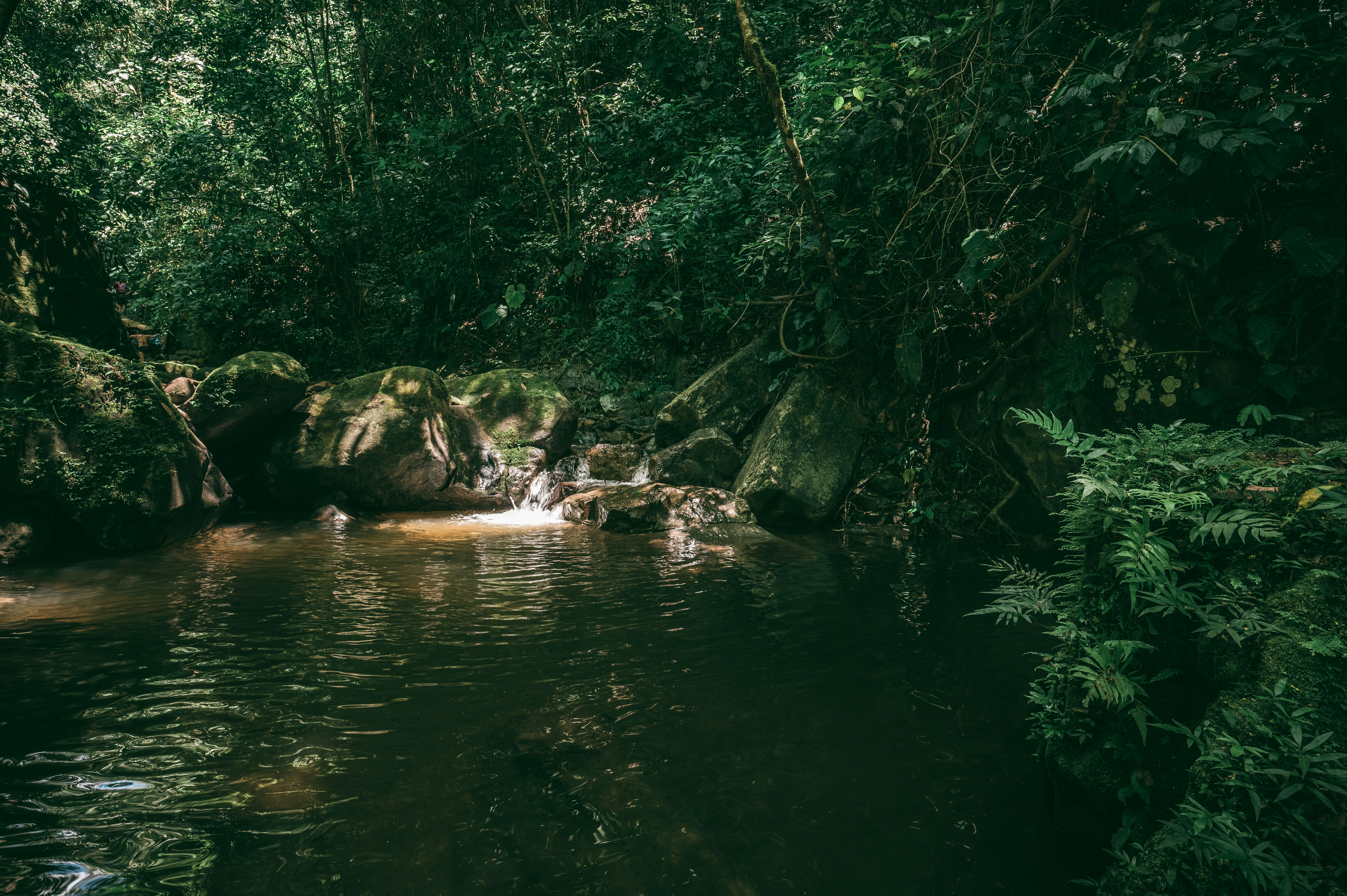 Arbres verts au bord de la rivière pendant la journée photo – Image ...