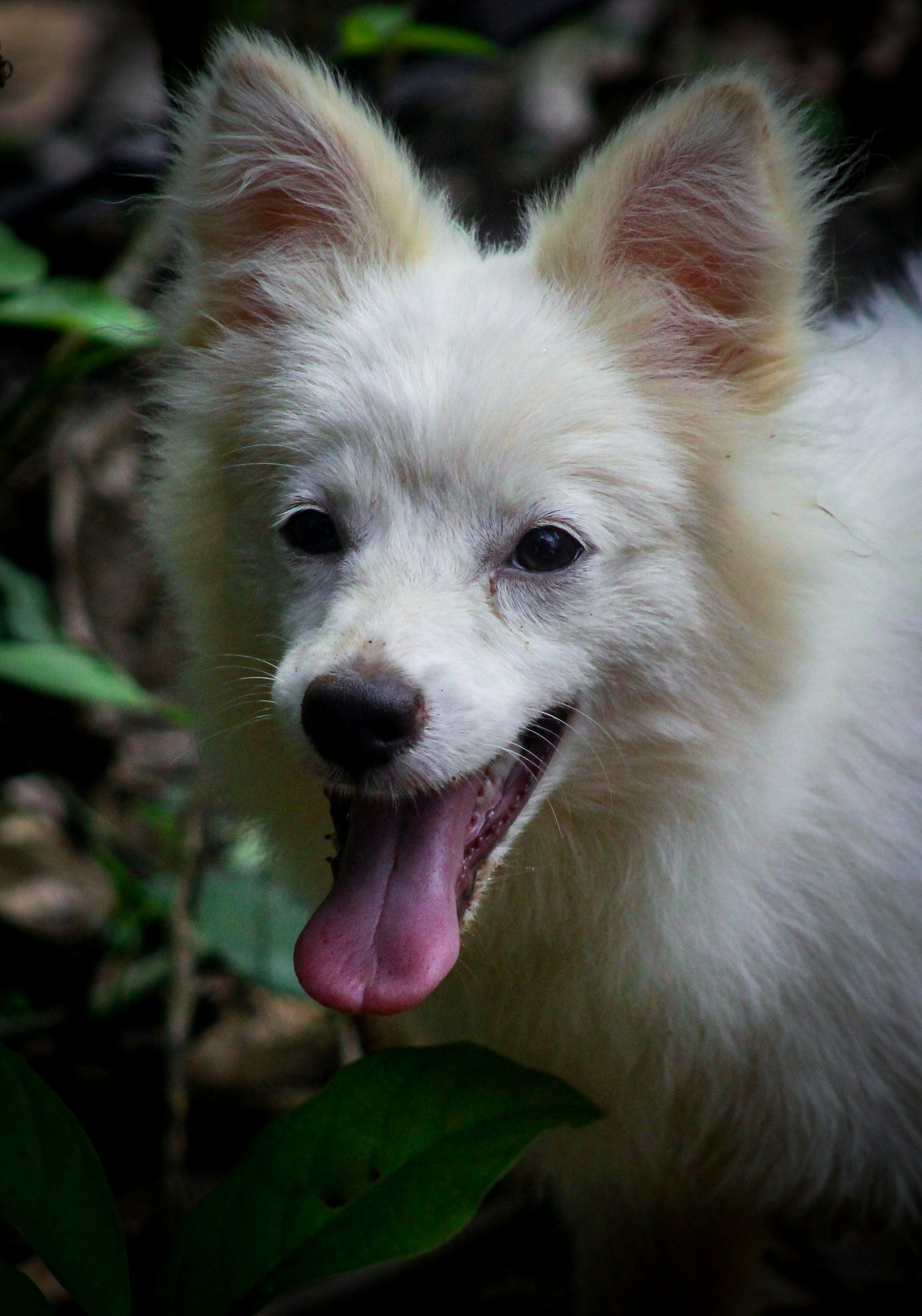 White-furred Candid: A joyful canine portrait in dappled shade