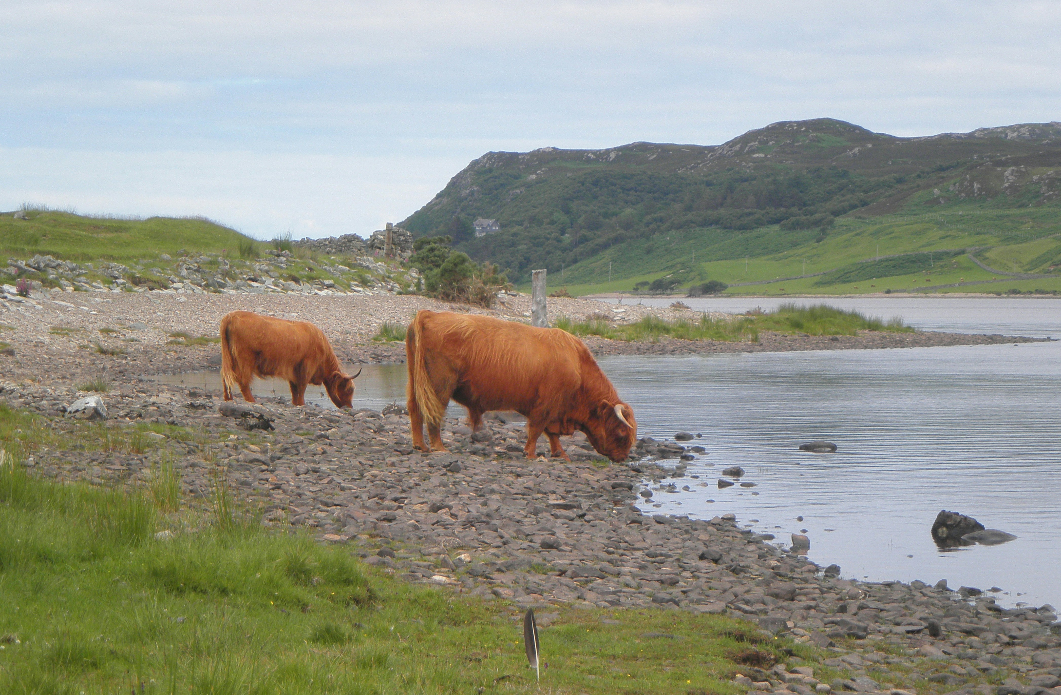 Highland cows eating by Loch hope
