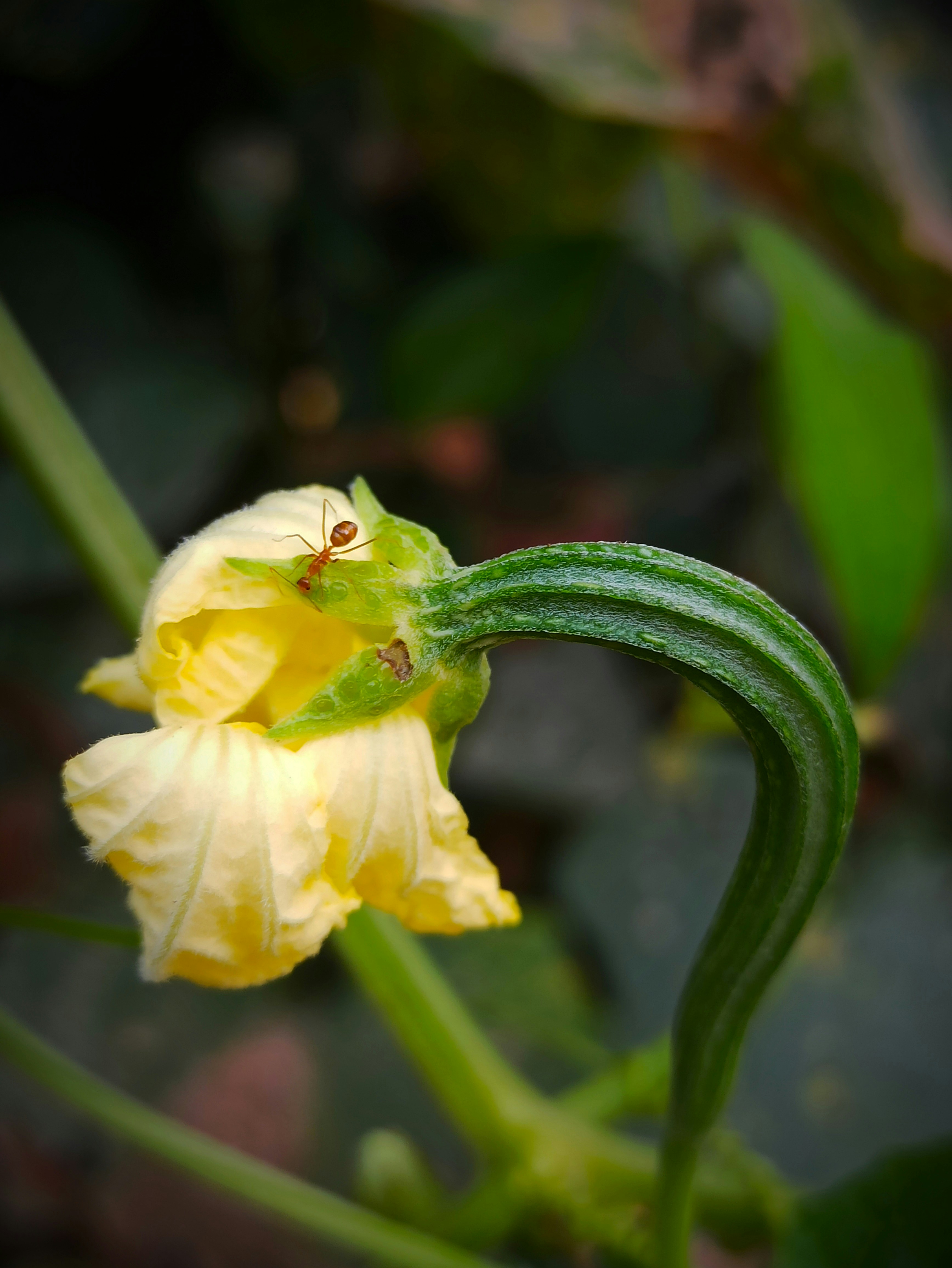Yellow bloom under a curling green tendril with a tiny ant at the center