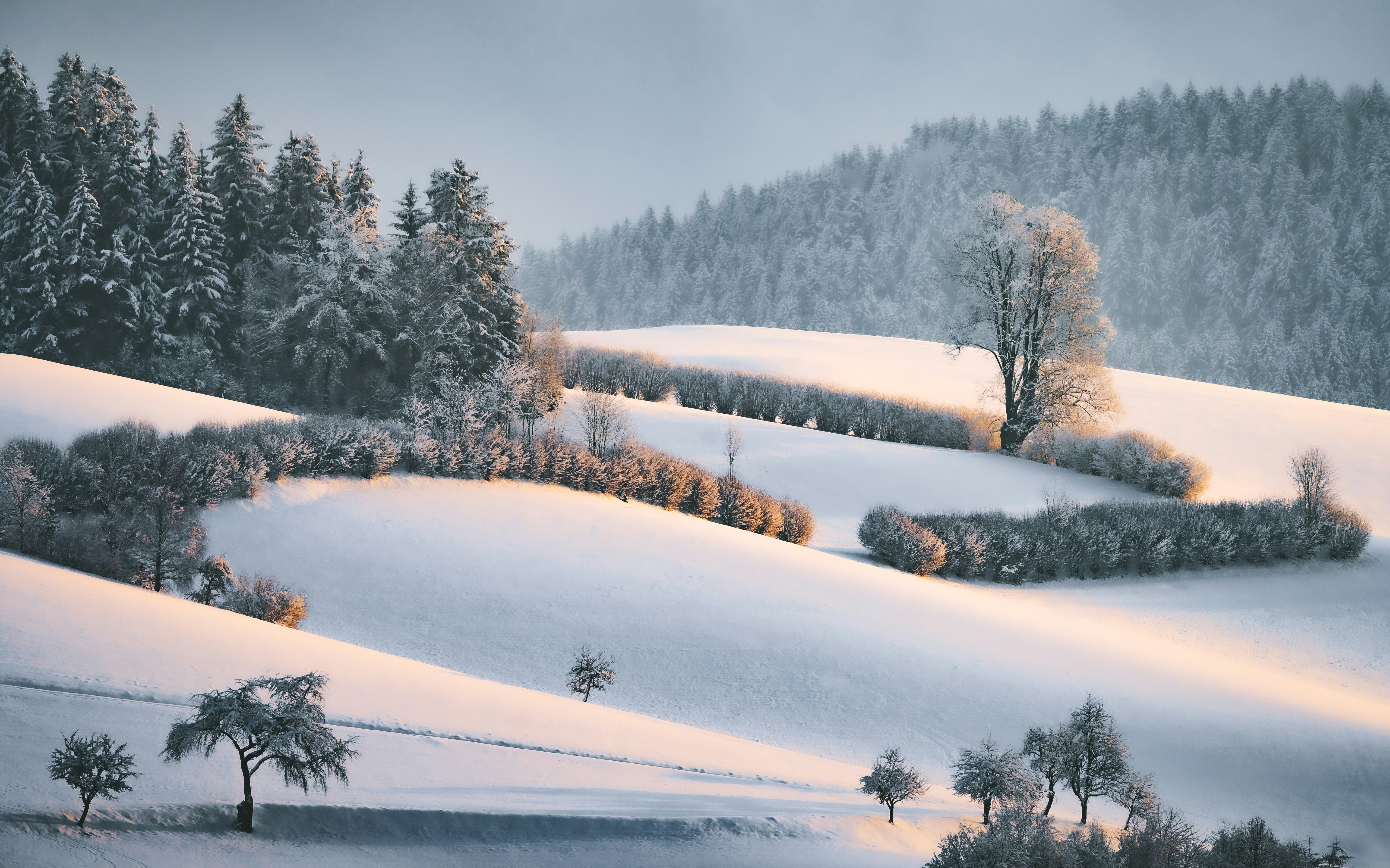 Snow covered trees during daytime photo – Free Austria alp Image on ...