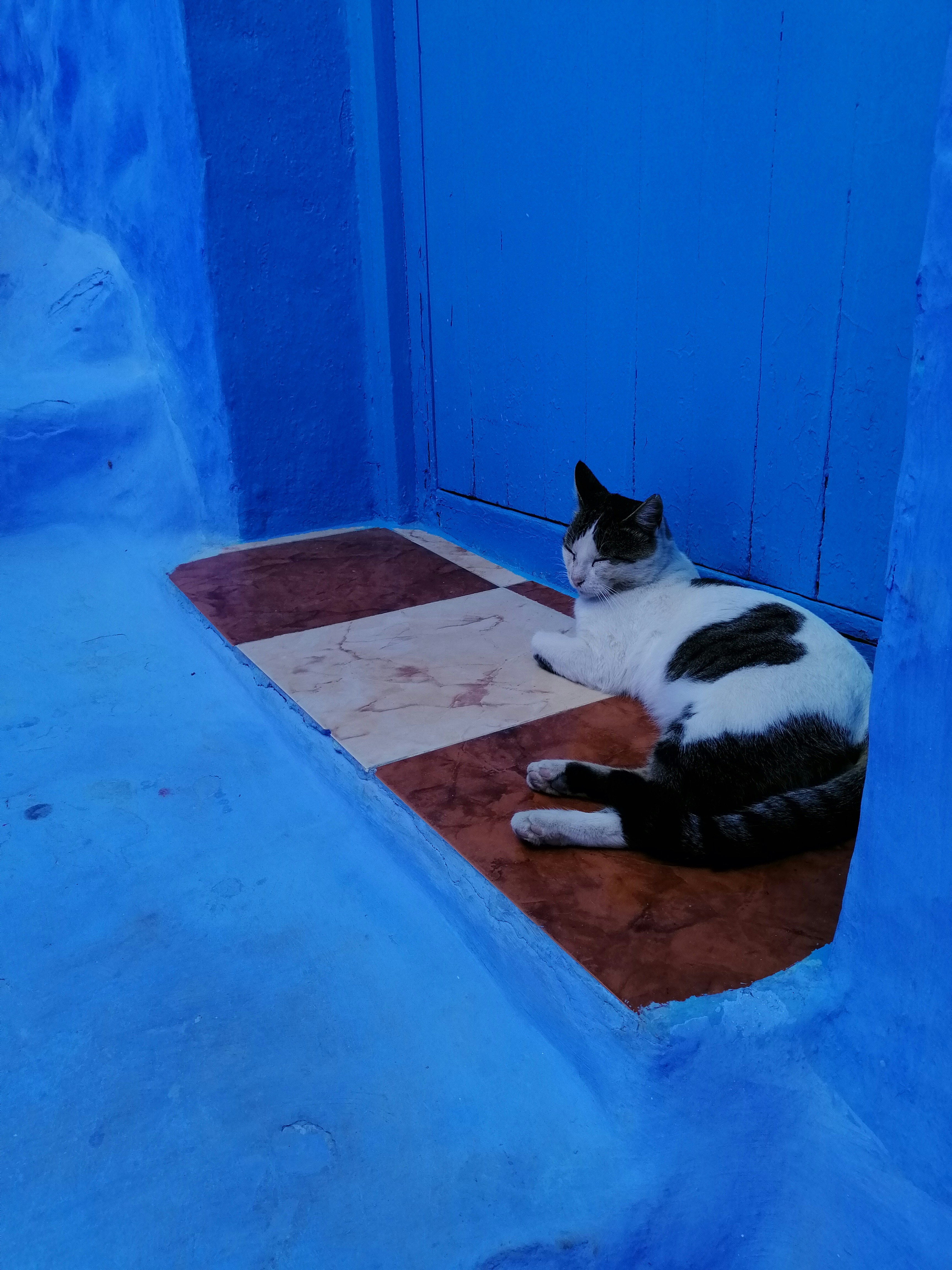 tuxedo cat on blue floor