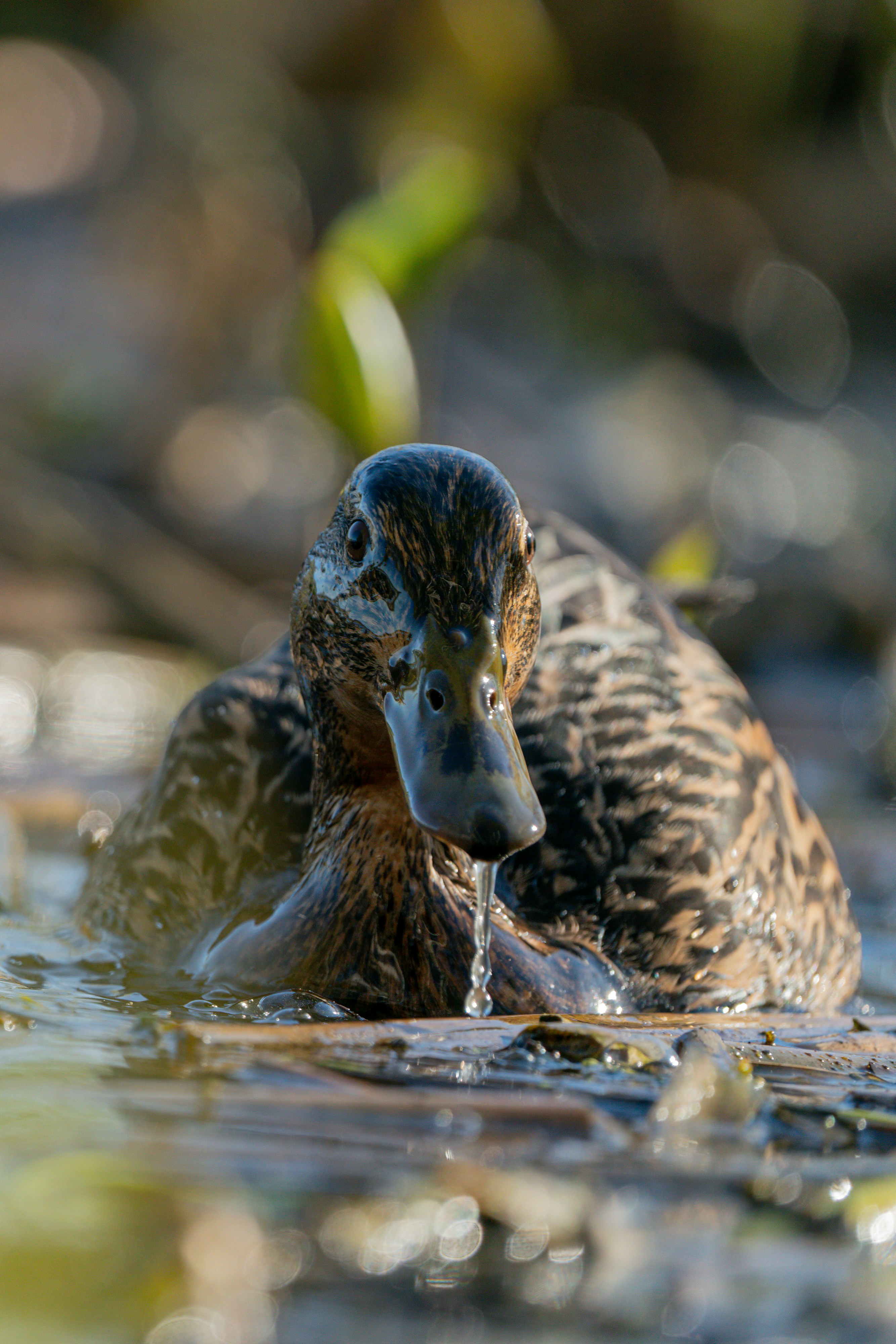 Droplet-Drifting Duck: Close-Up of a Water-Soaked Mallard