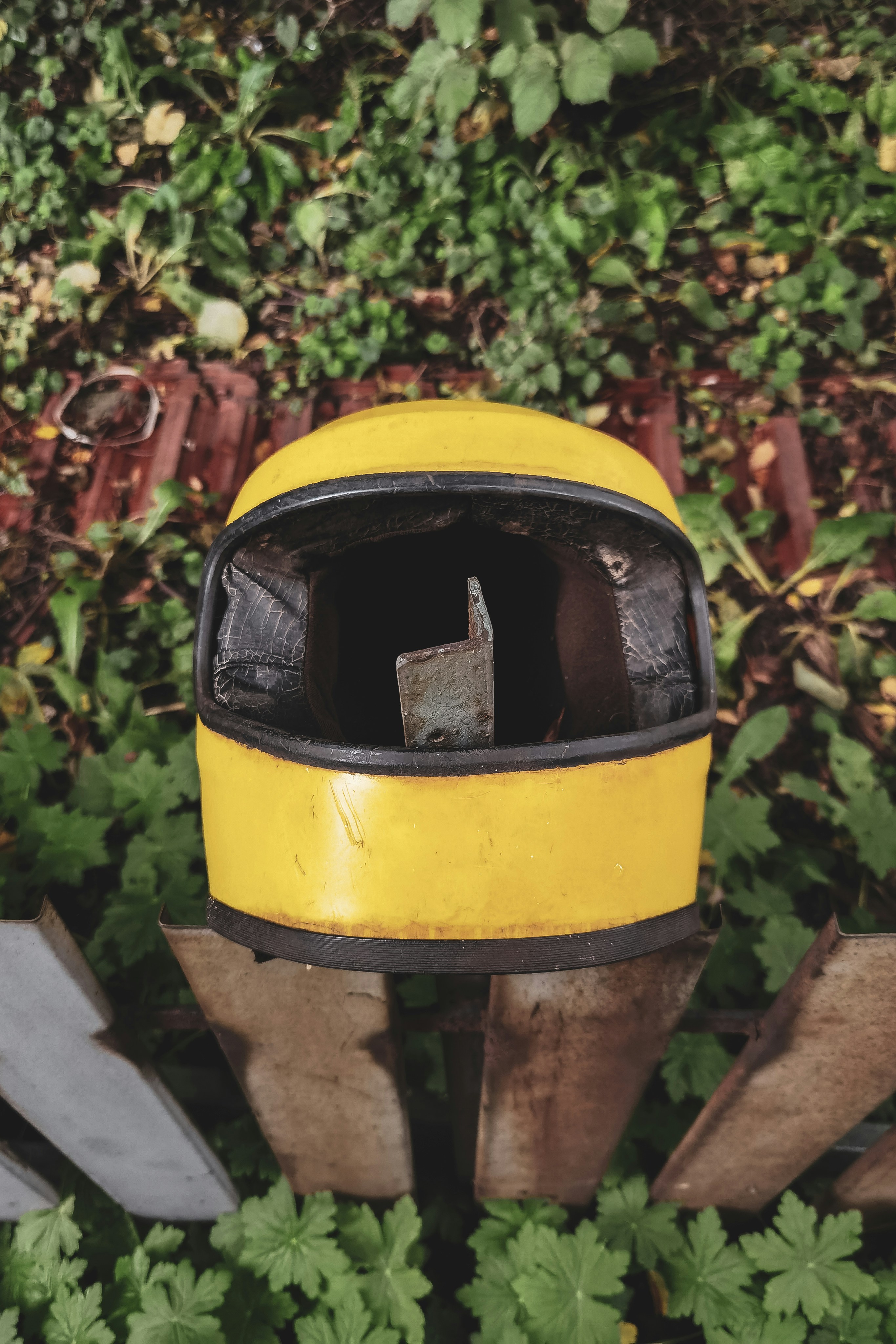 Yellow Trash Bin Framed by Ivy on a Weathered Fence