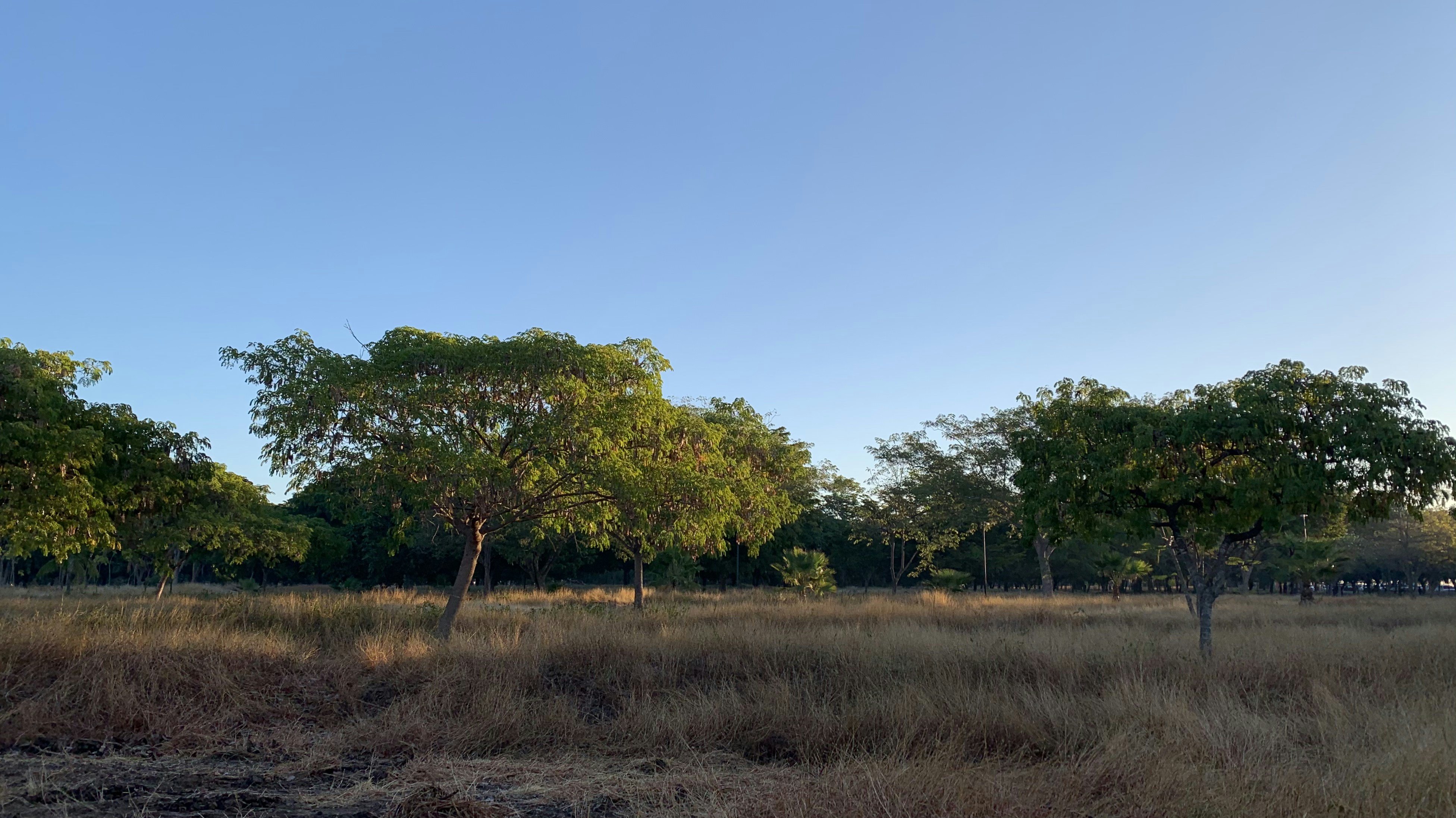 Sunlit savanna landscape with scattered trees under a clear blue sky.
