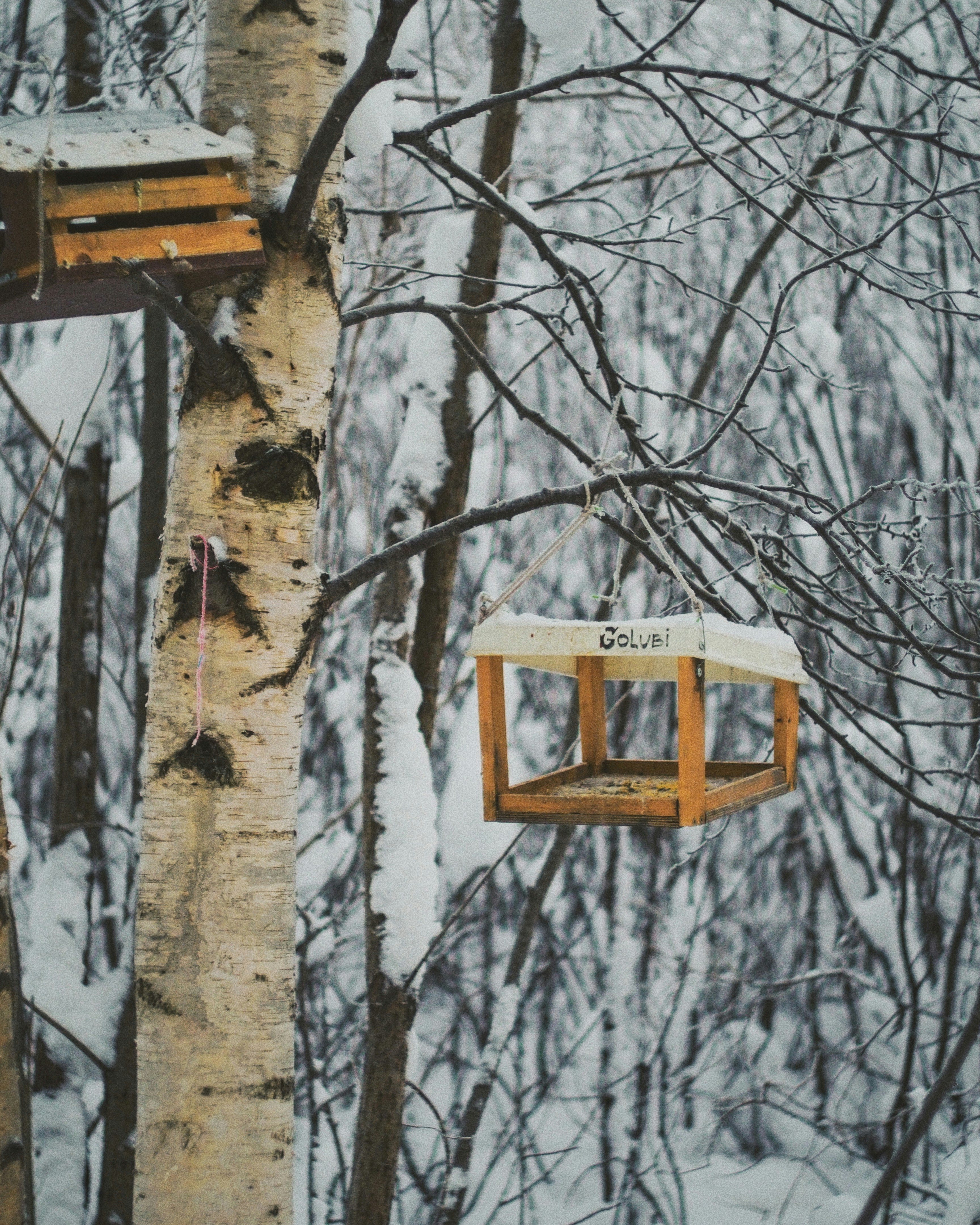 Snowbound Orchard: Wooden Birdhouses Dangle Between Frosted Trees
