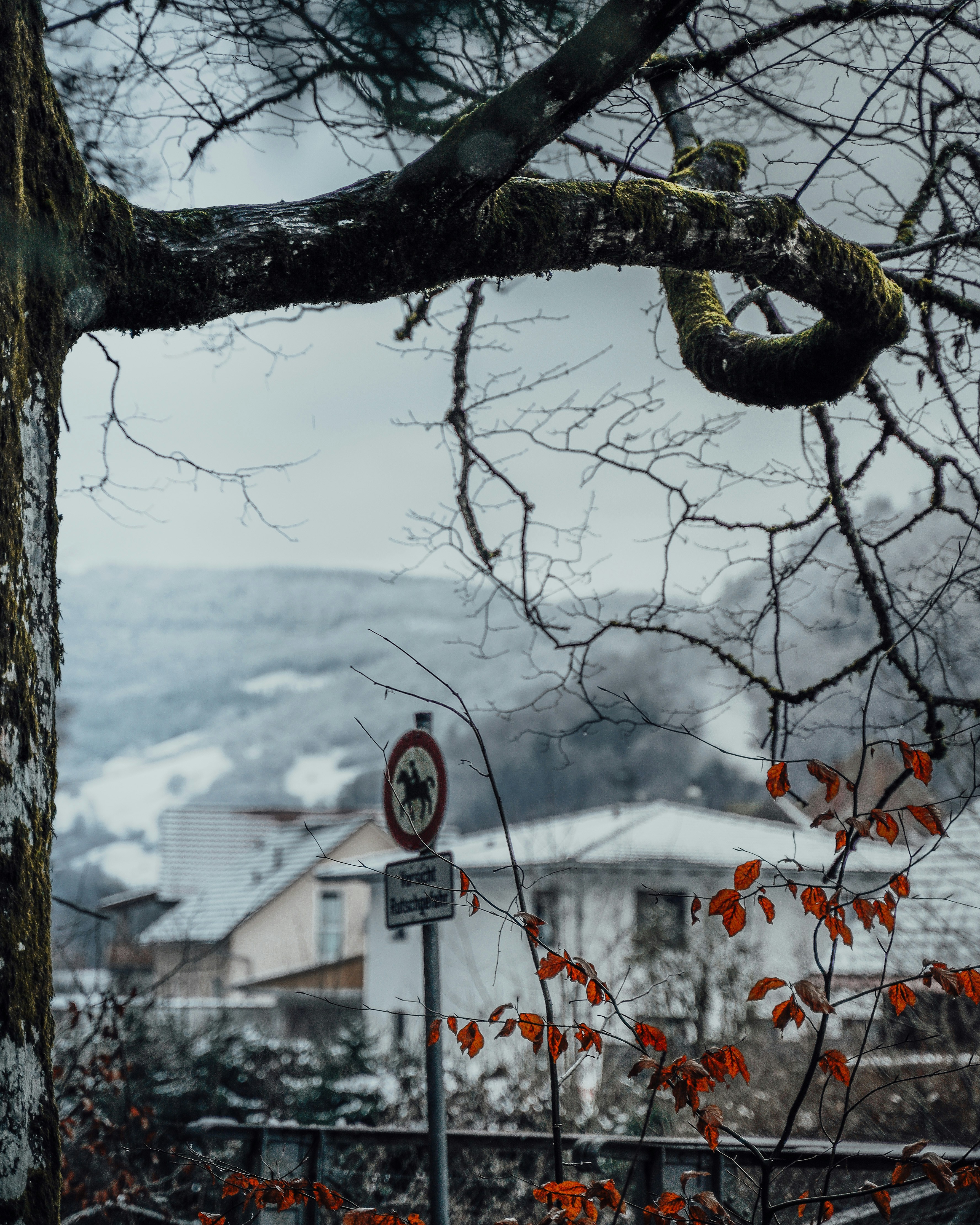 Snowbound Signpost Framed by a Weathered Branch