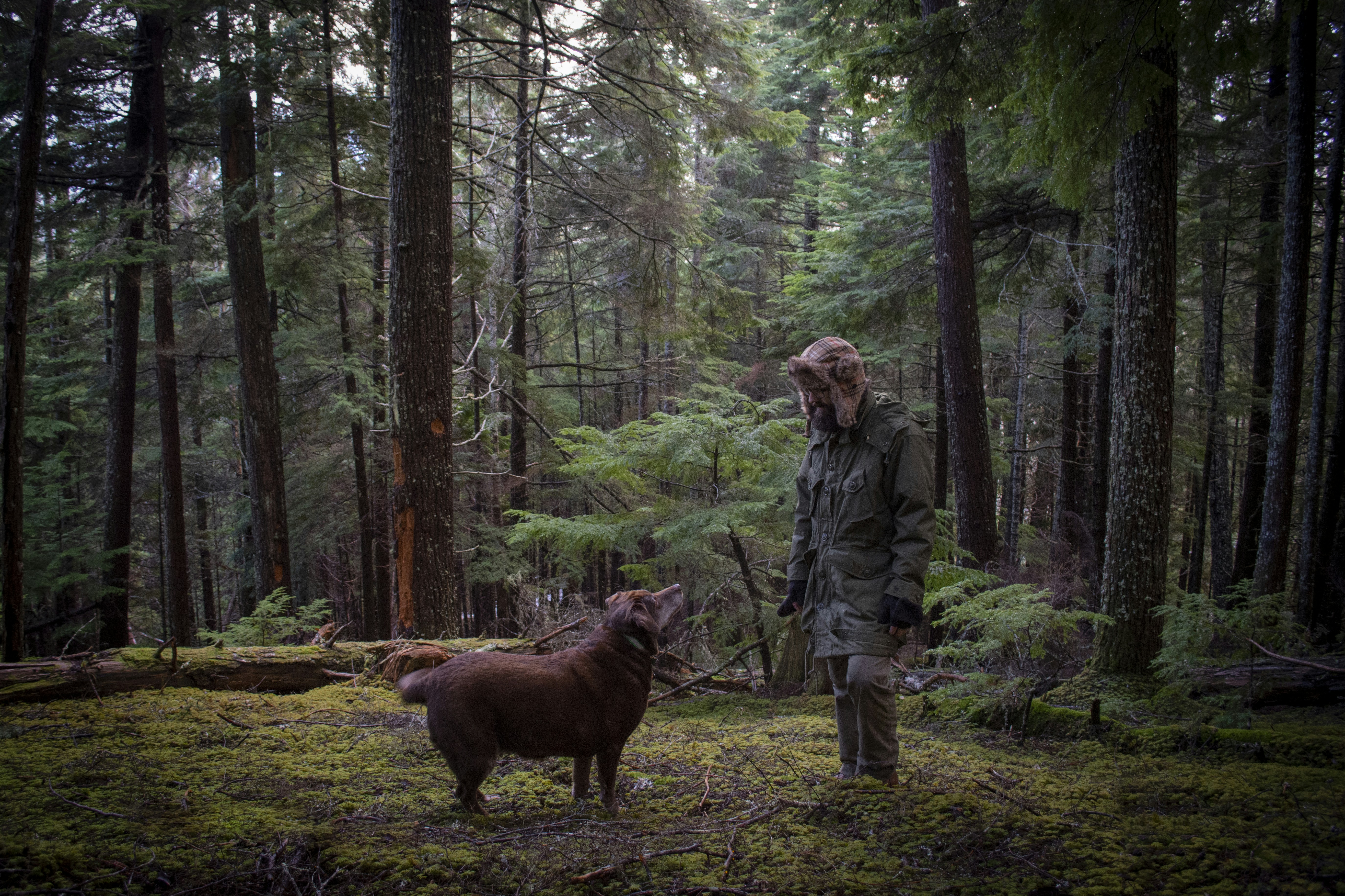 Hound and Hunter Amid Mossy Pines: Quiet Exchange in Dappled Forest Light