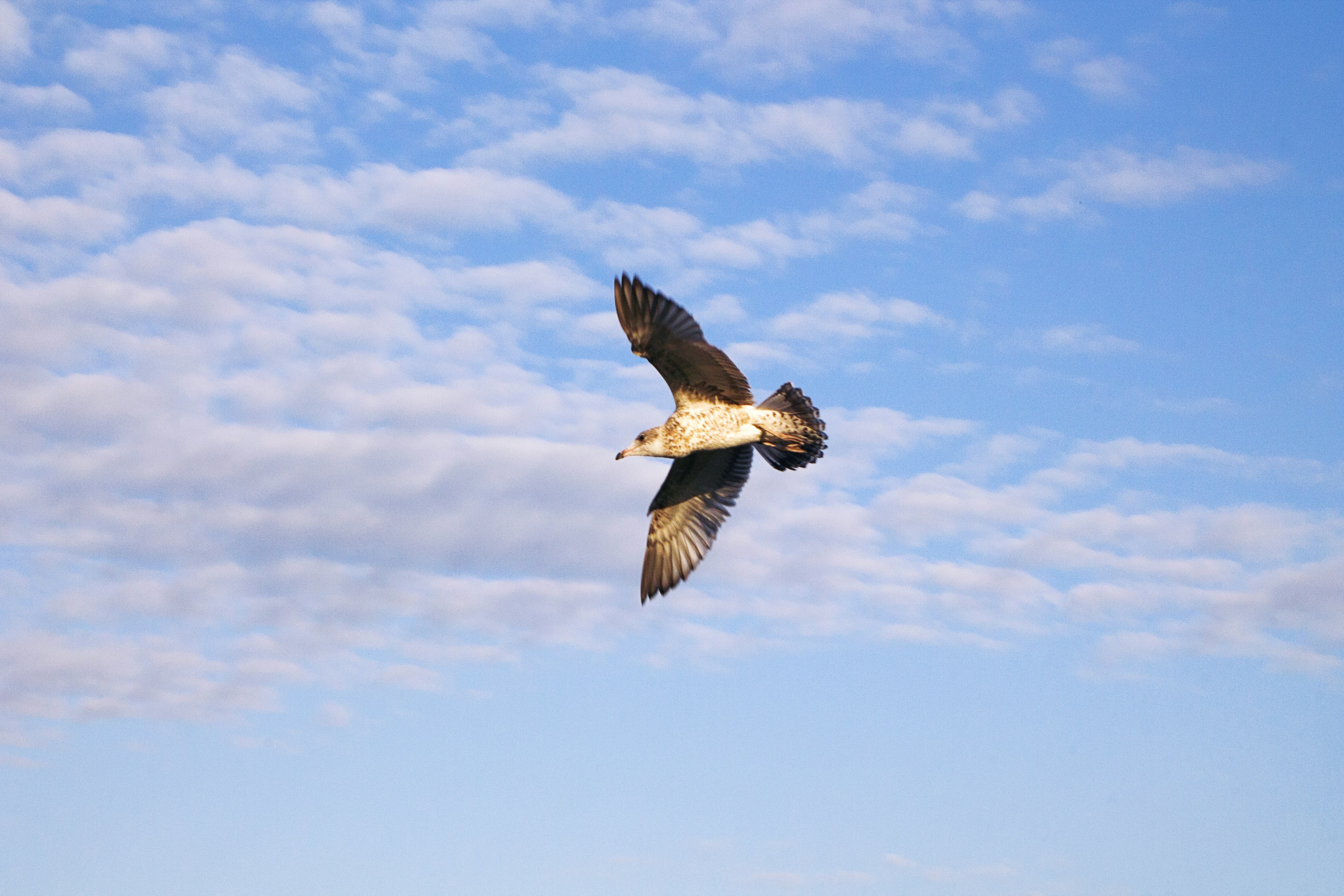 A seagull gliding gracefully through a blue sky adorned with soft, fluffy clouds.