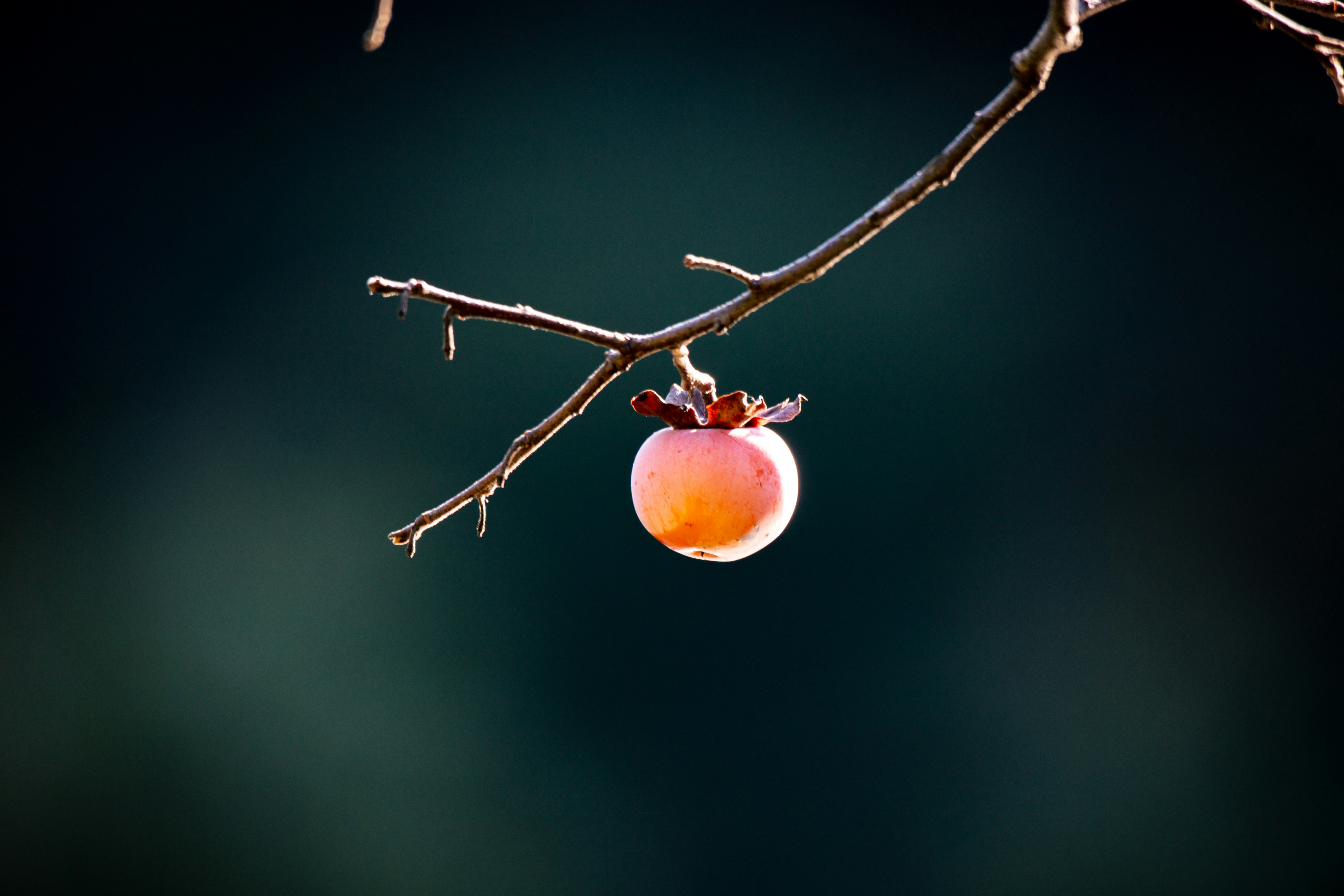 Single Red Fruition: A Bare Branch with a Solitary Berry