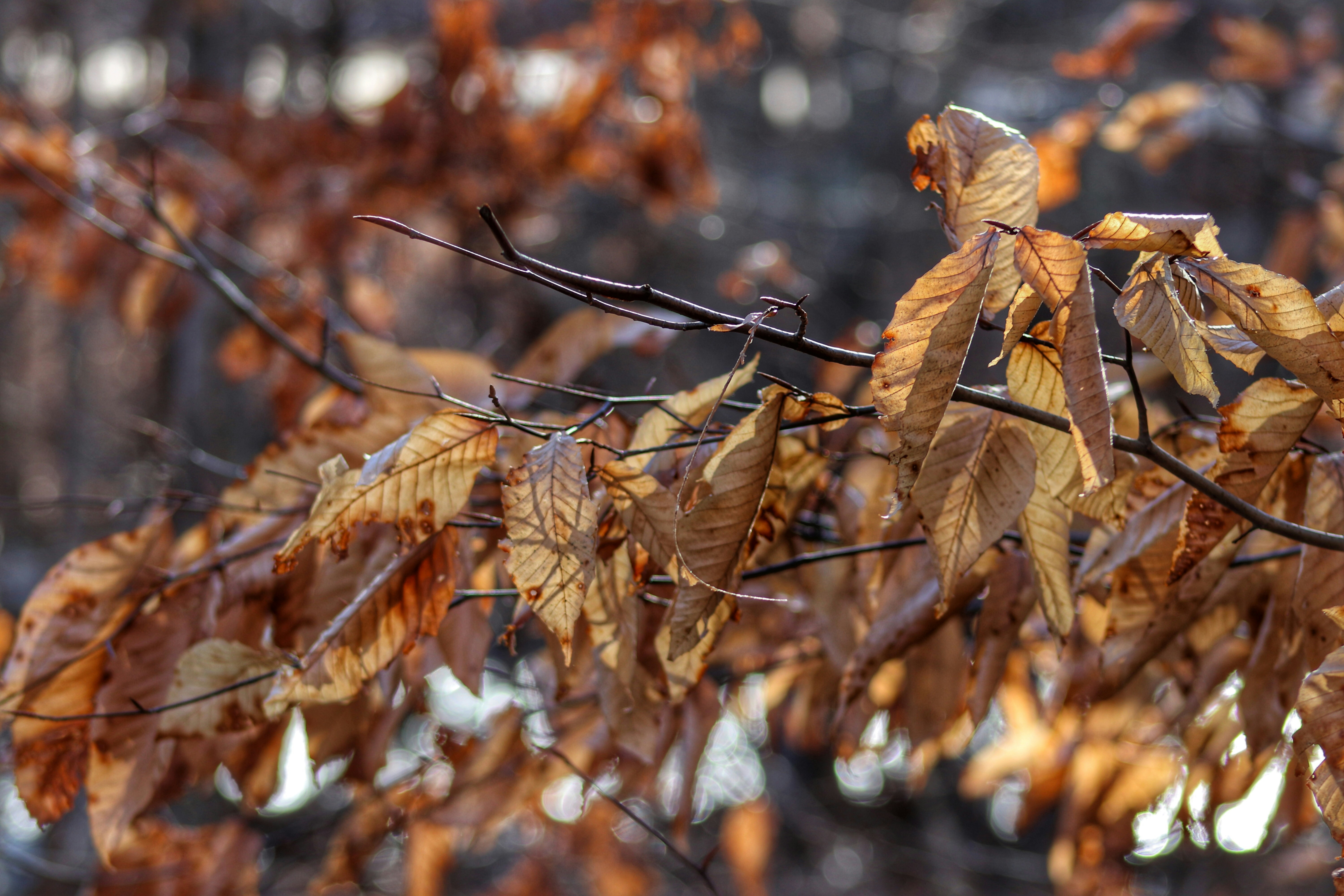 brown dried leaves on brown tree branch