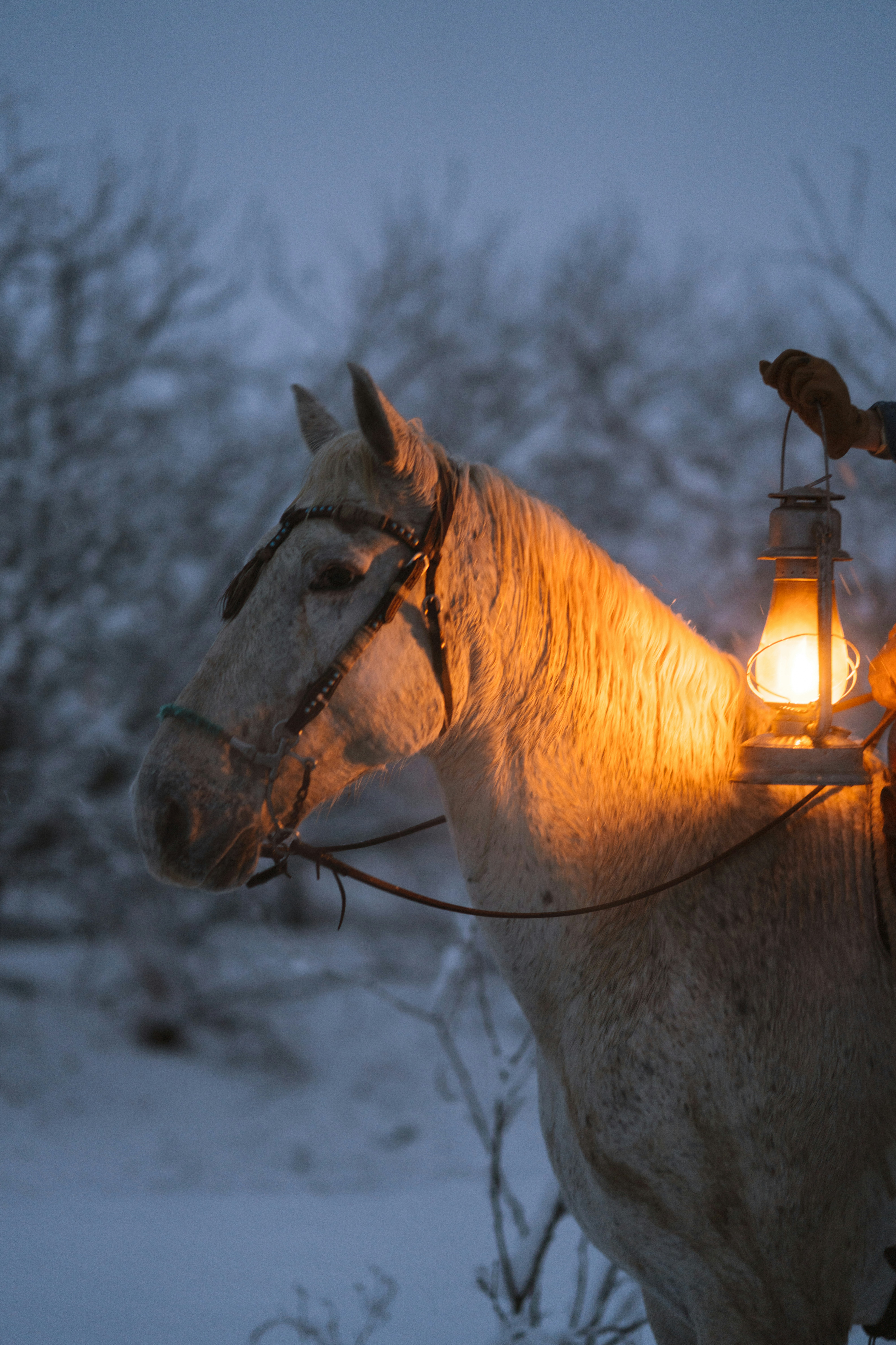 A white horse stands against a snowy backdrop, adorned with a glowing lantern that casts a warm light. The tranquil scene captures the essence of winter calmness.