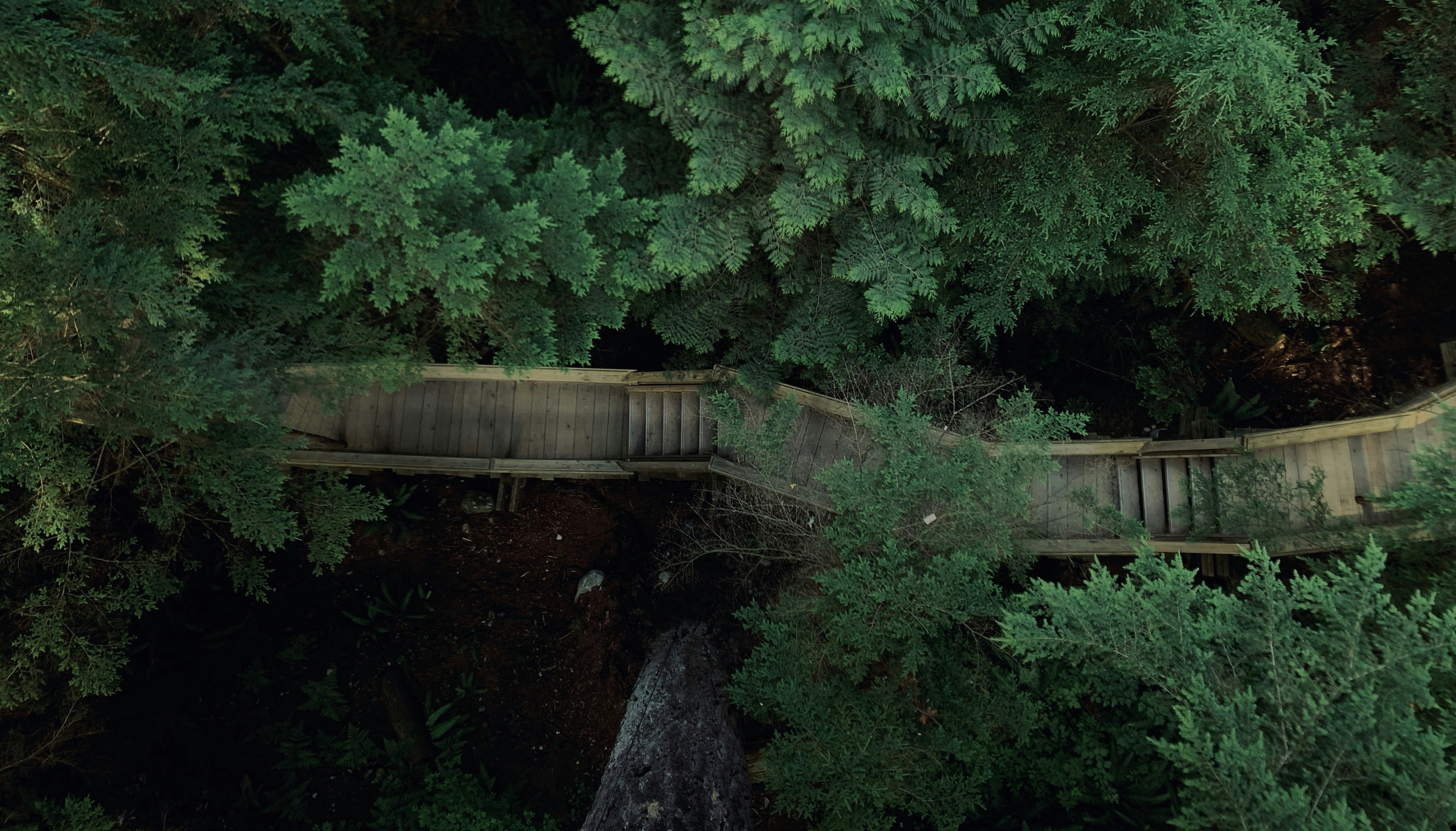 Bridge through a Cedar Cathedral: Aerial view of a curved path spanning a shadowed ravine