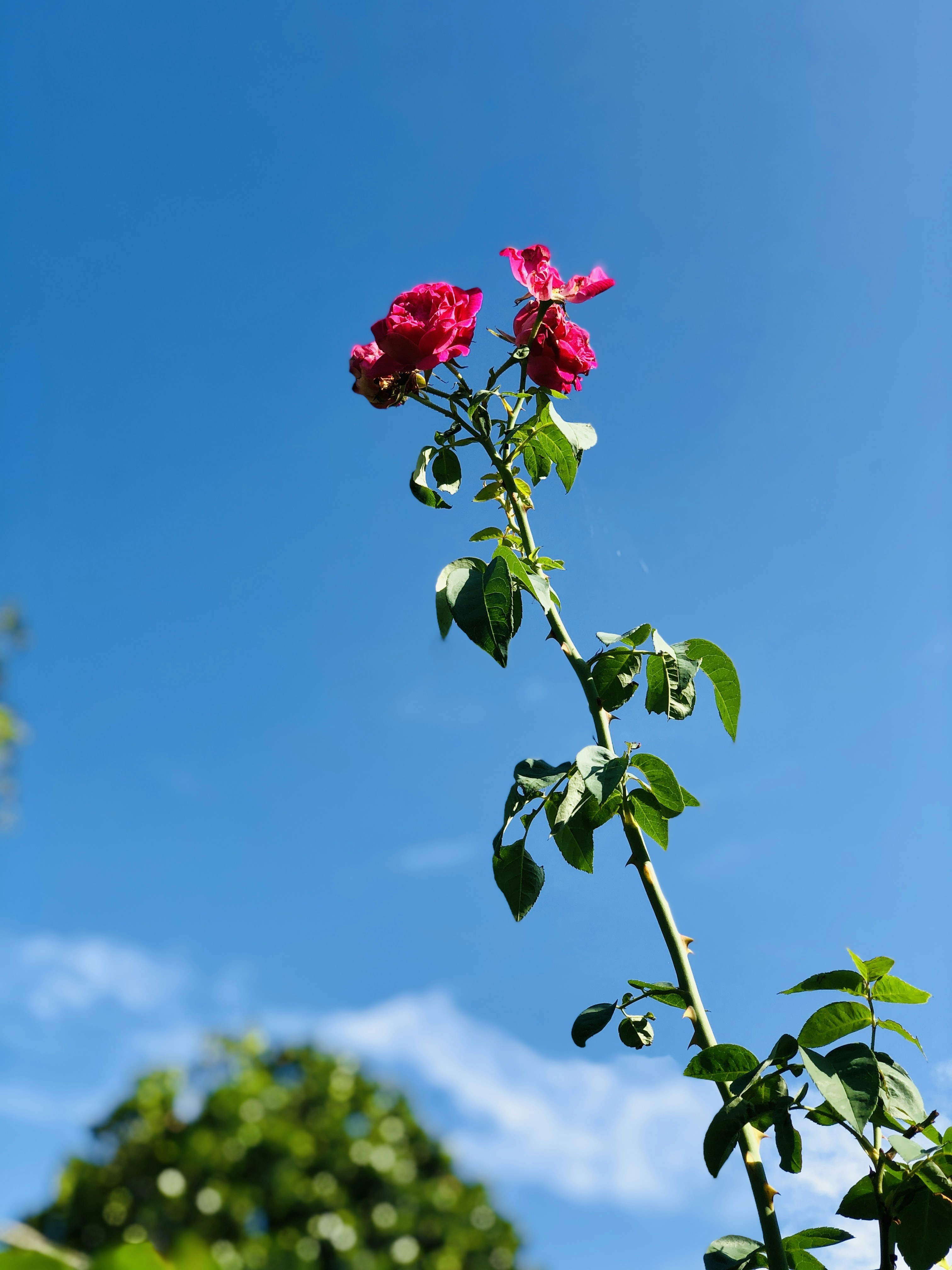 Crimson Rose Basking in Cerulean Light