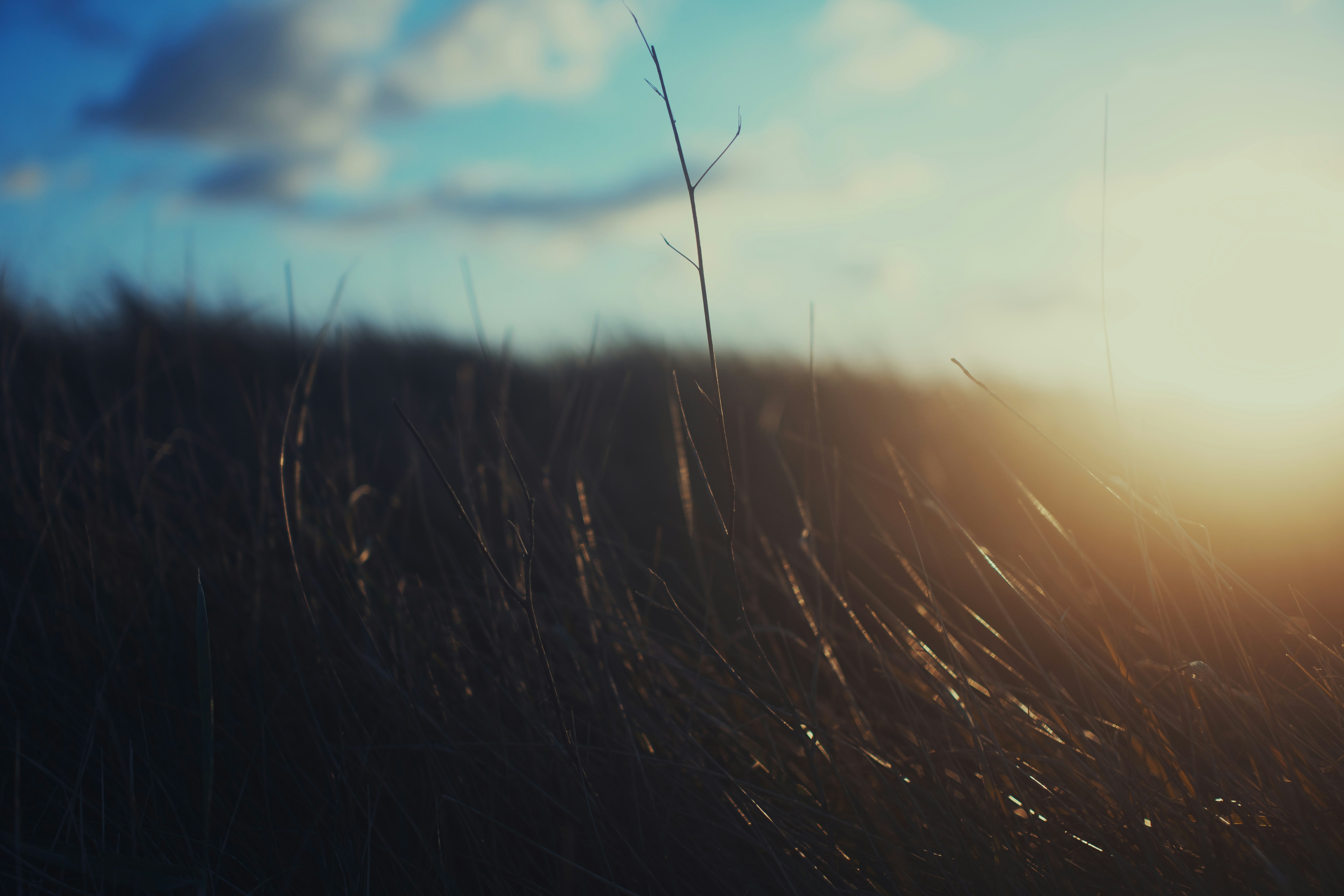 Sunset glow over tall grass with a blurred horizon and soft clouds.