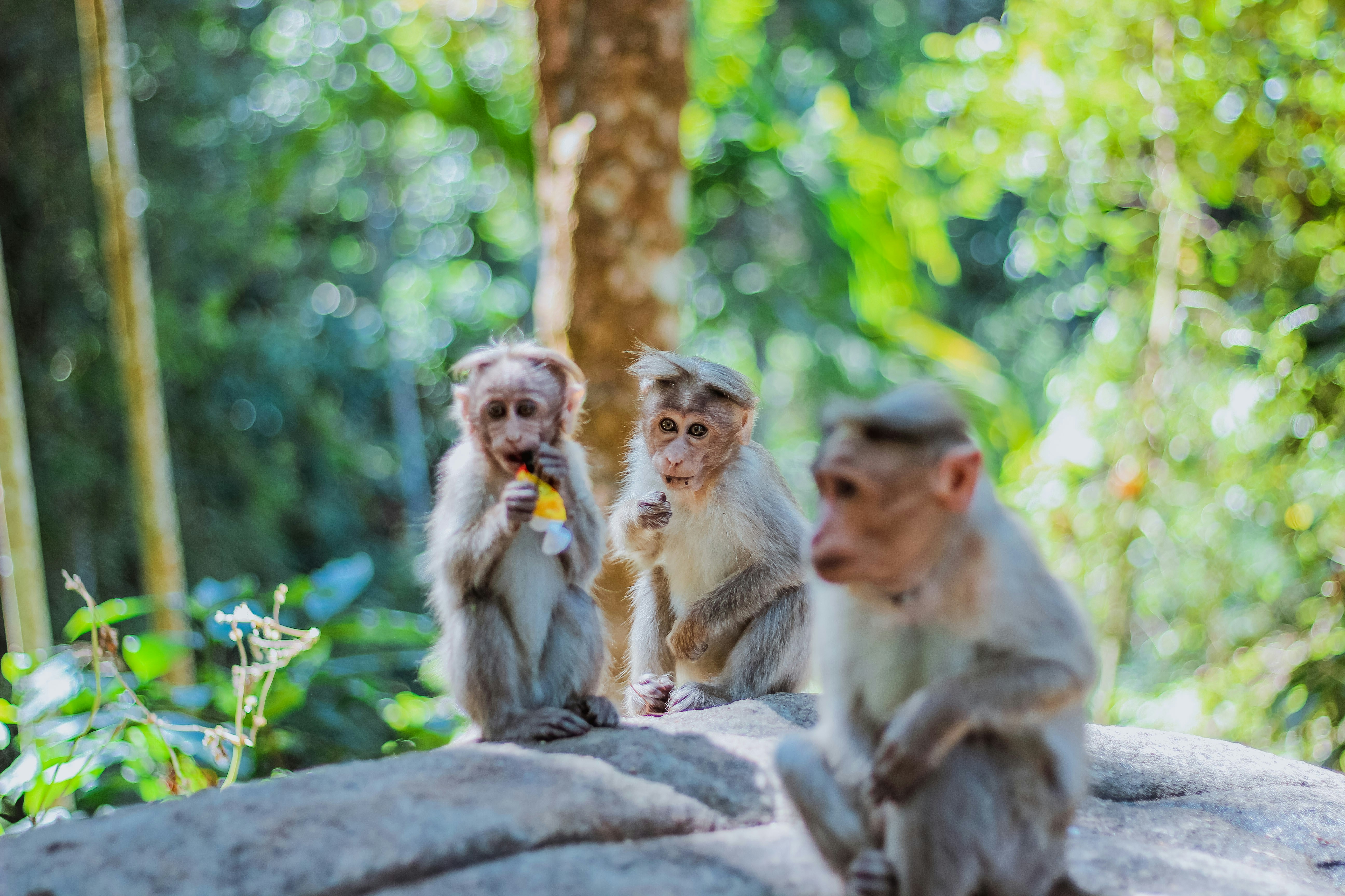 Three Monkey Sentinels on a Sunlit Rock