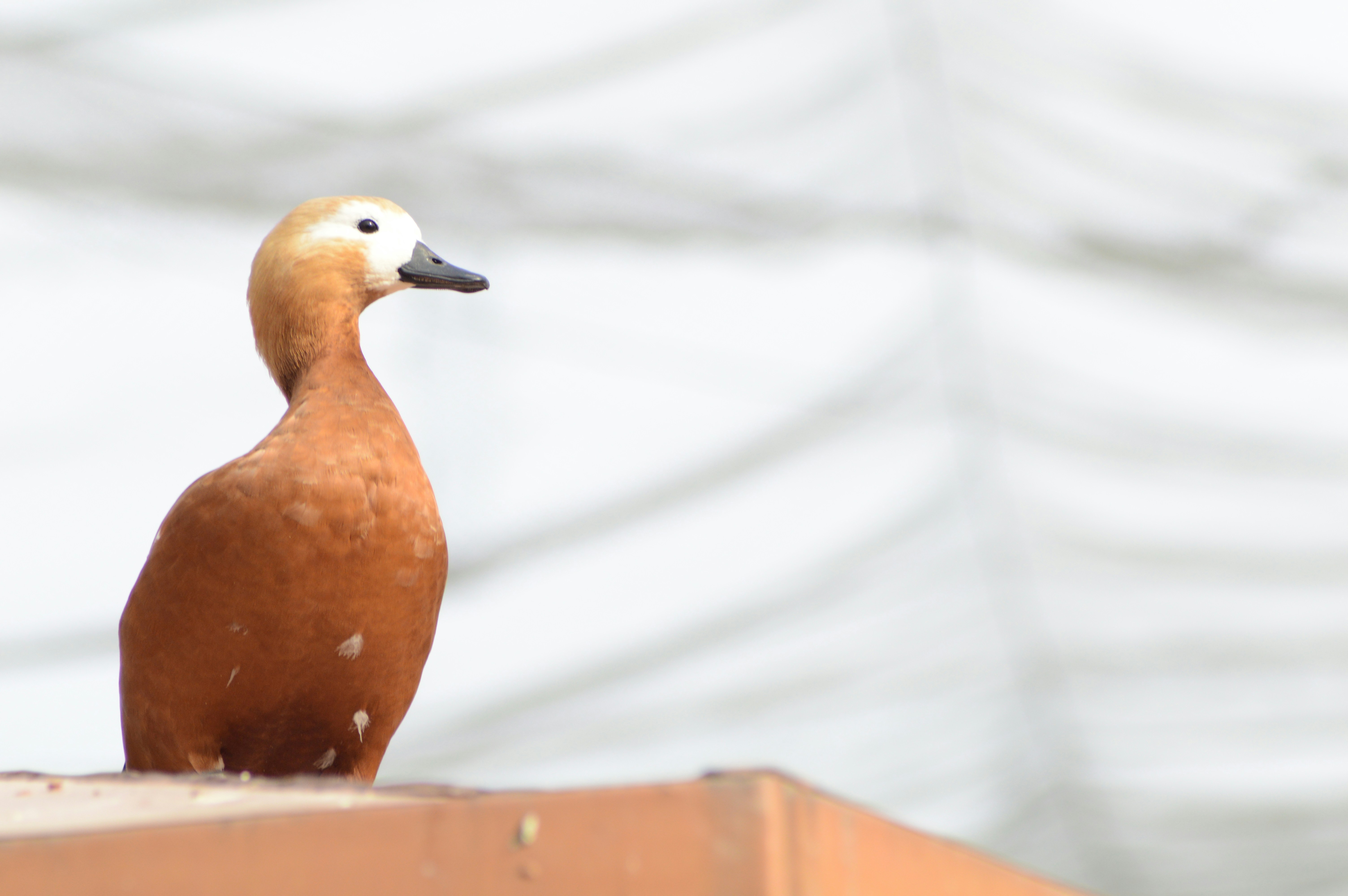 Amber-Feathered Sentinel: Duck on a Weathered Railing