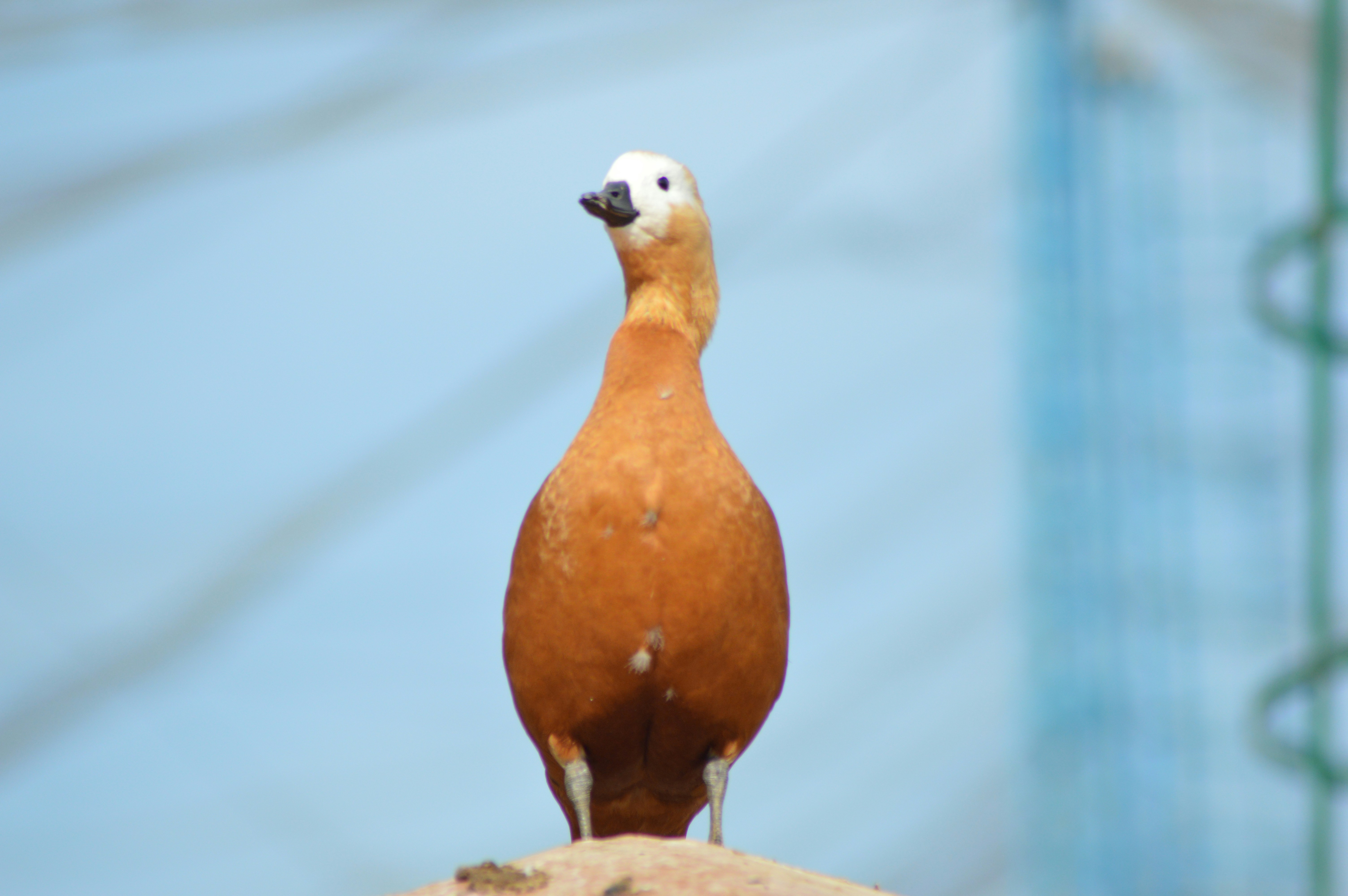 brown and white bird on brown wooden surface