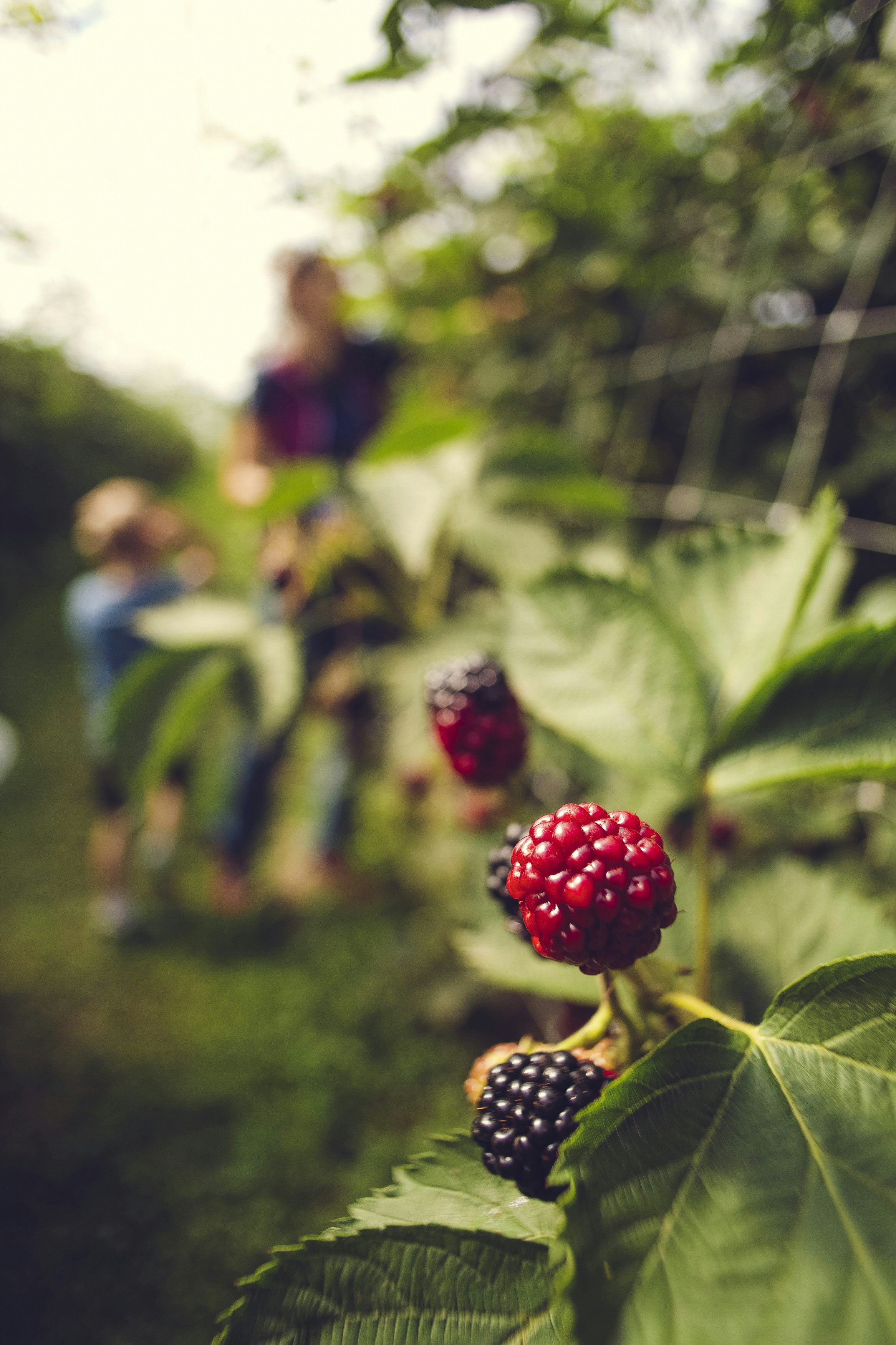 Fresh bio GMO-free blackberries picking. Made with analog vintage lens, Carl Zeiss Jena Flektogon red MC 2.8 20mm (Year: 1976)