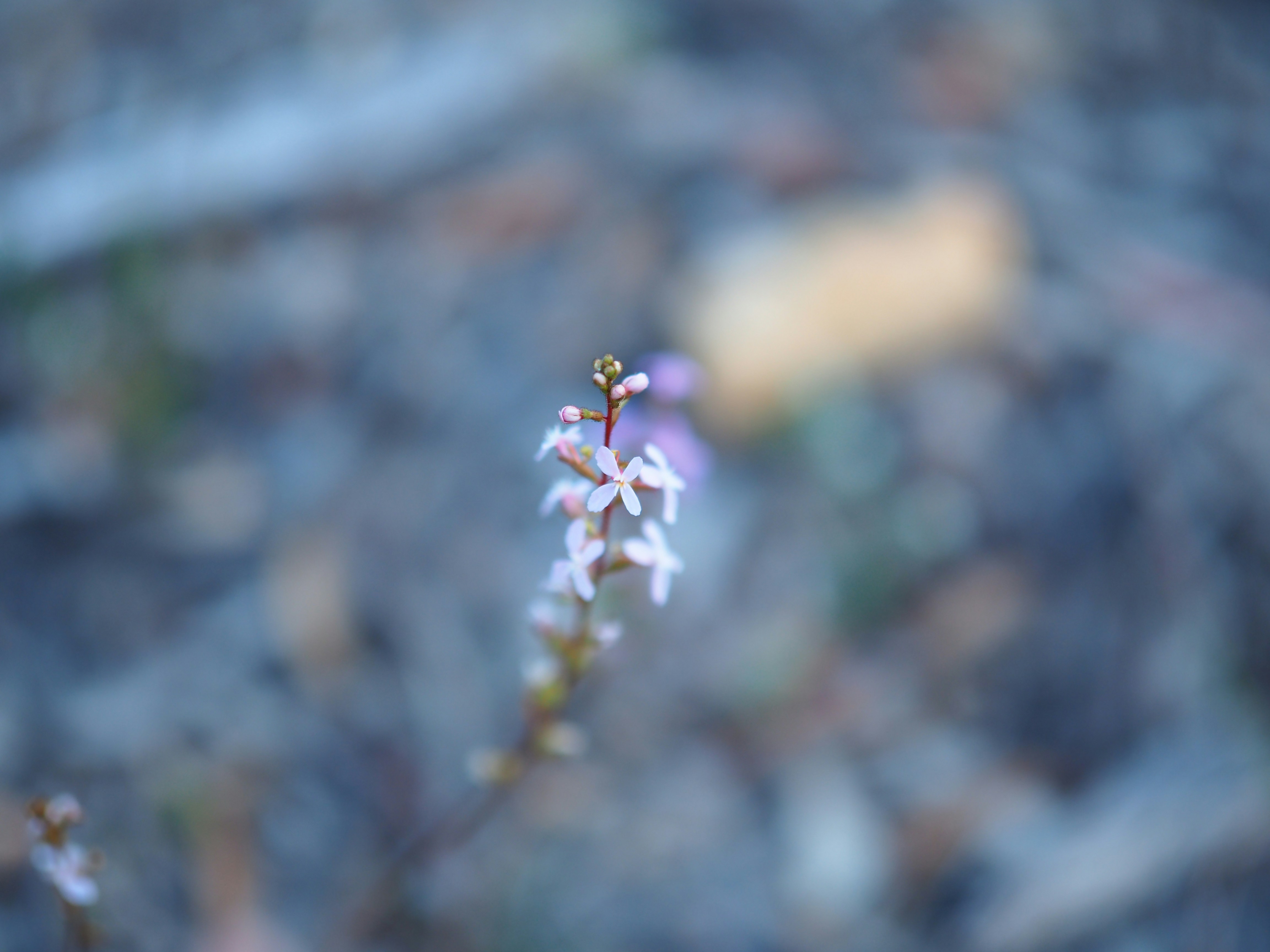Delicate Bloom in a Quiet Blur: A Macro Moment on a Faded Trail