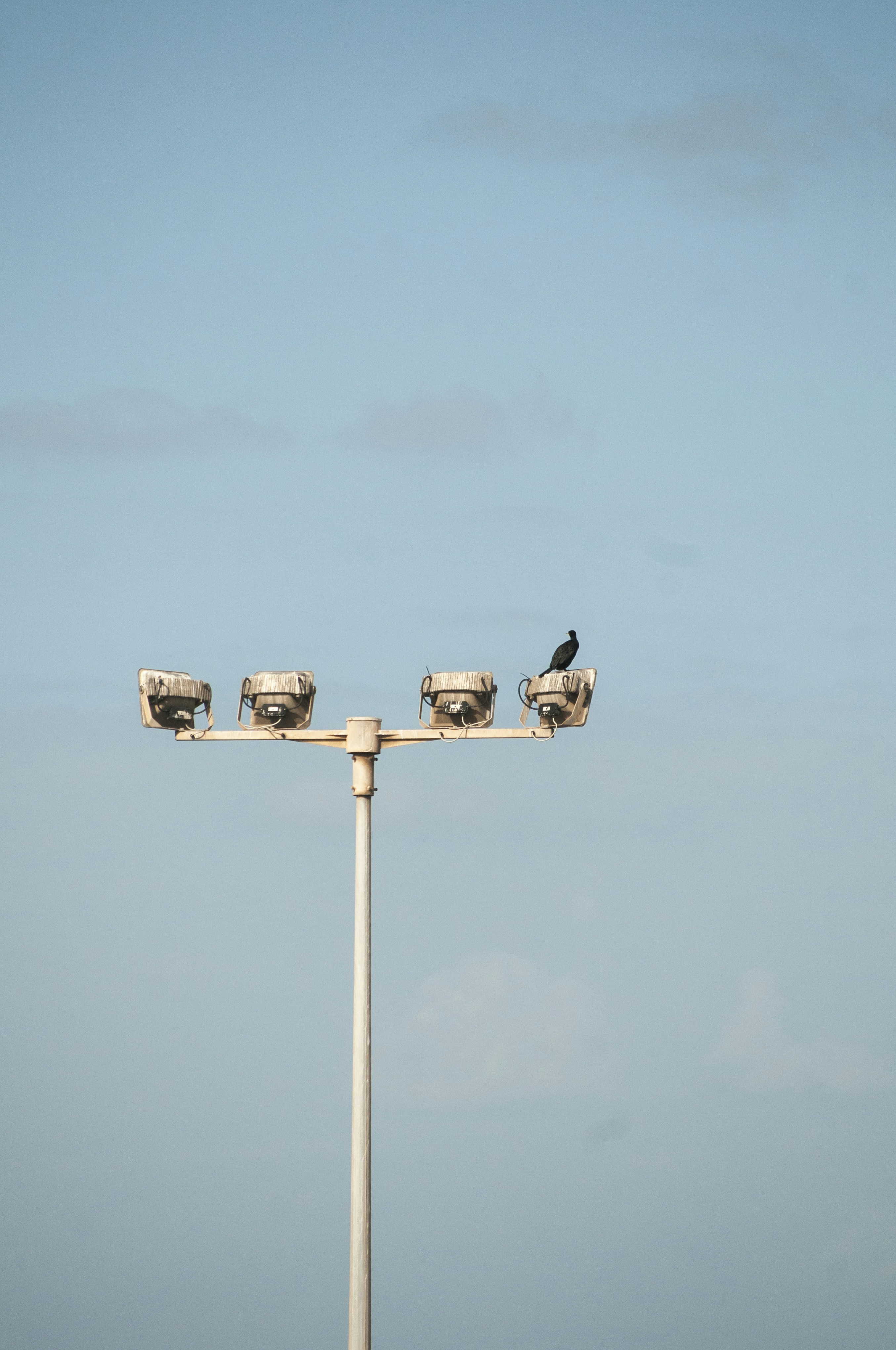 A lone bird perched atop a tall light pole against a serene blue sky, embodying solitude and watchfulness.