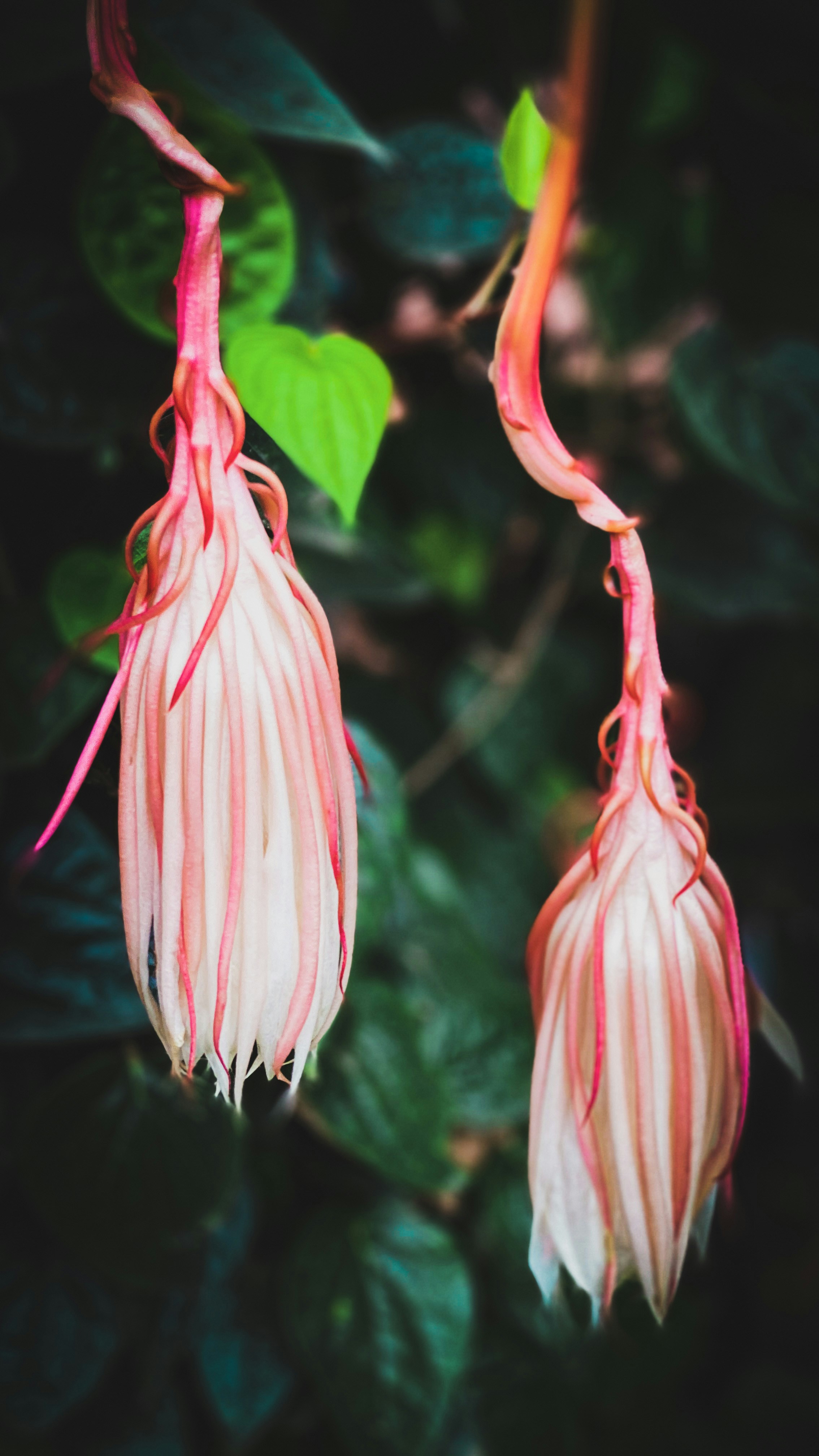 pink and white flower in close up photography