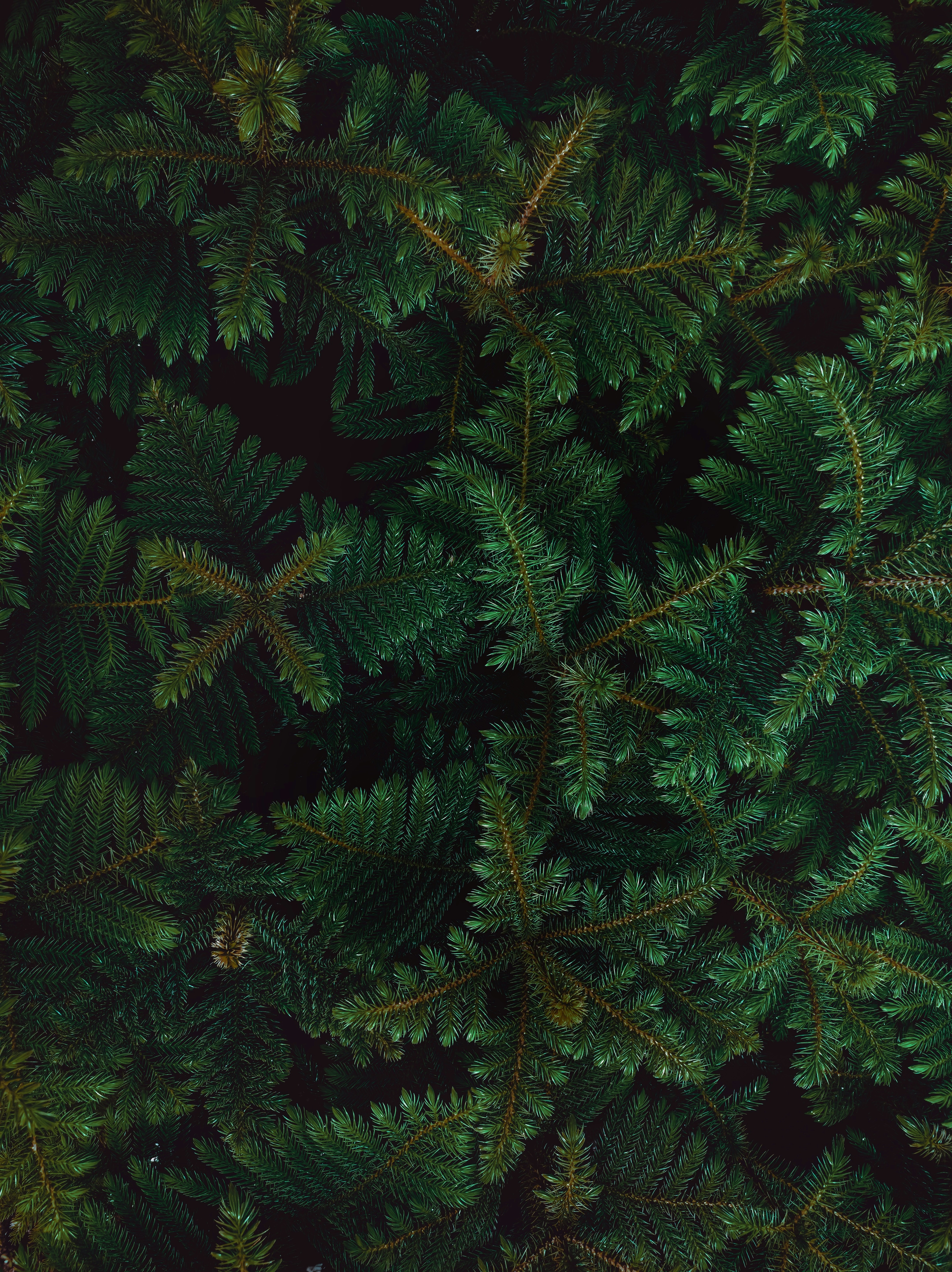 Dense foliage of vibrant green ferns interwoven against a dark backdrop, creating a rich natural pattern.