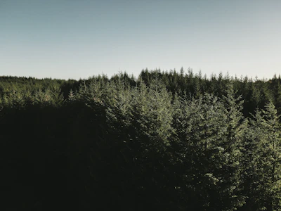 Pine Forest, retro edit. Location: Loch Humphrey, Scotland, U.K. Instagram: @craig_bradford