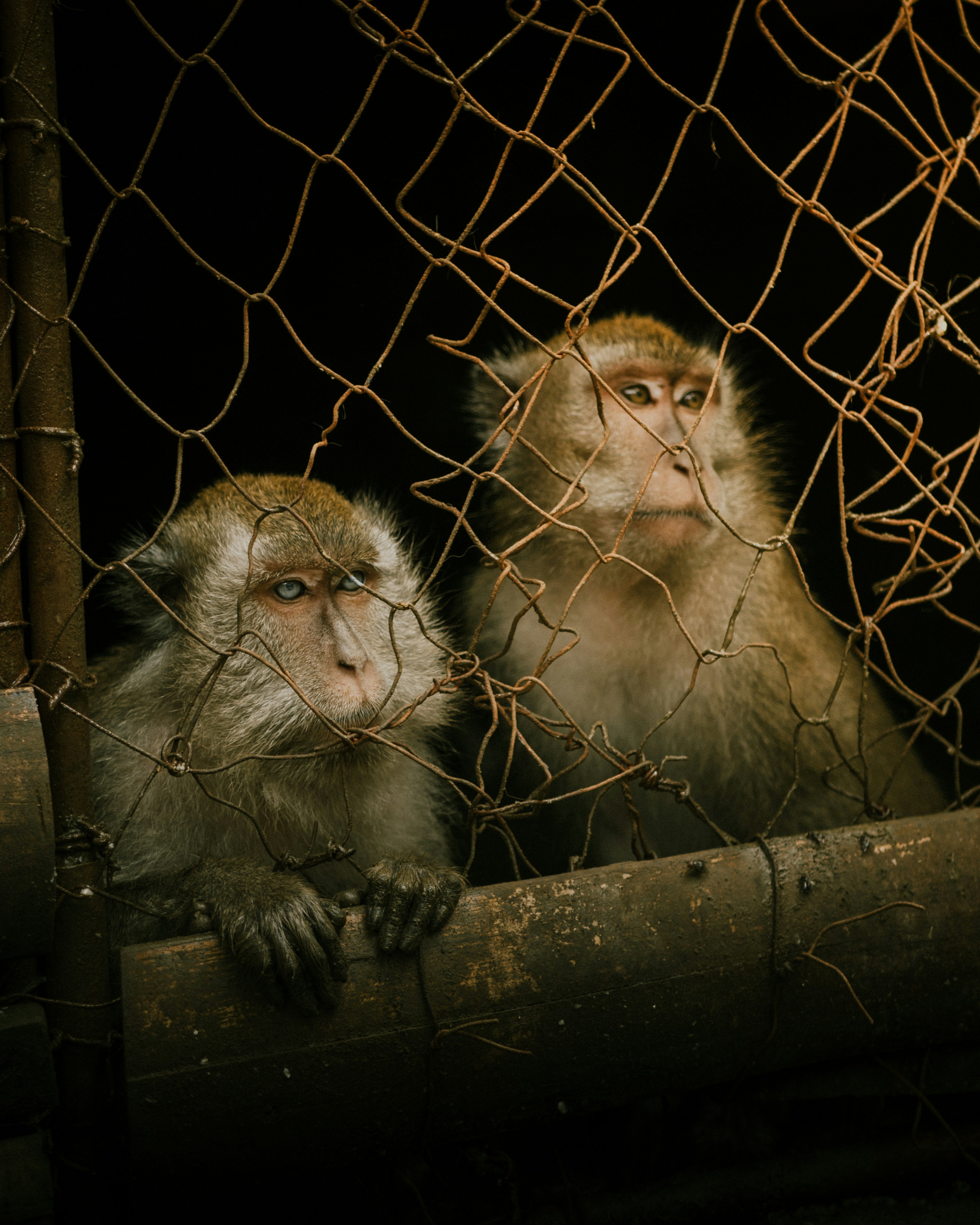 Through the Rusted Mesh: Two Macaques Share a Quiet Gaze