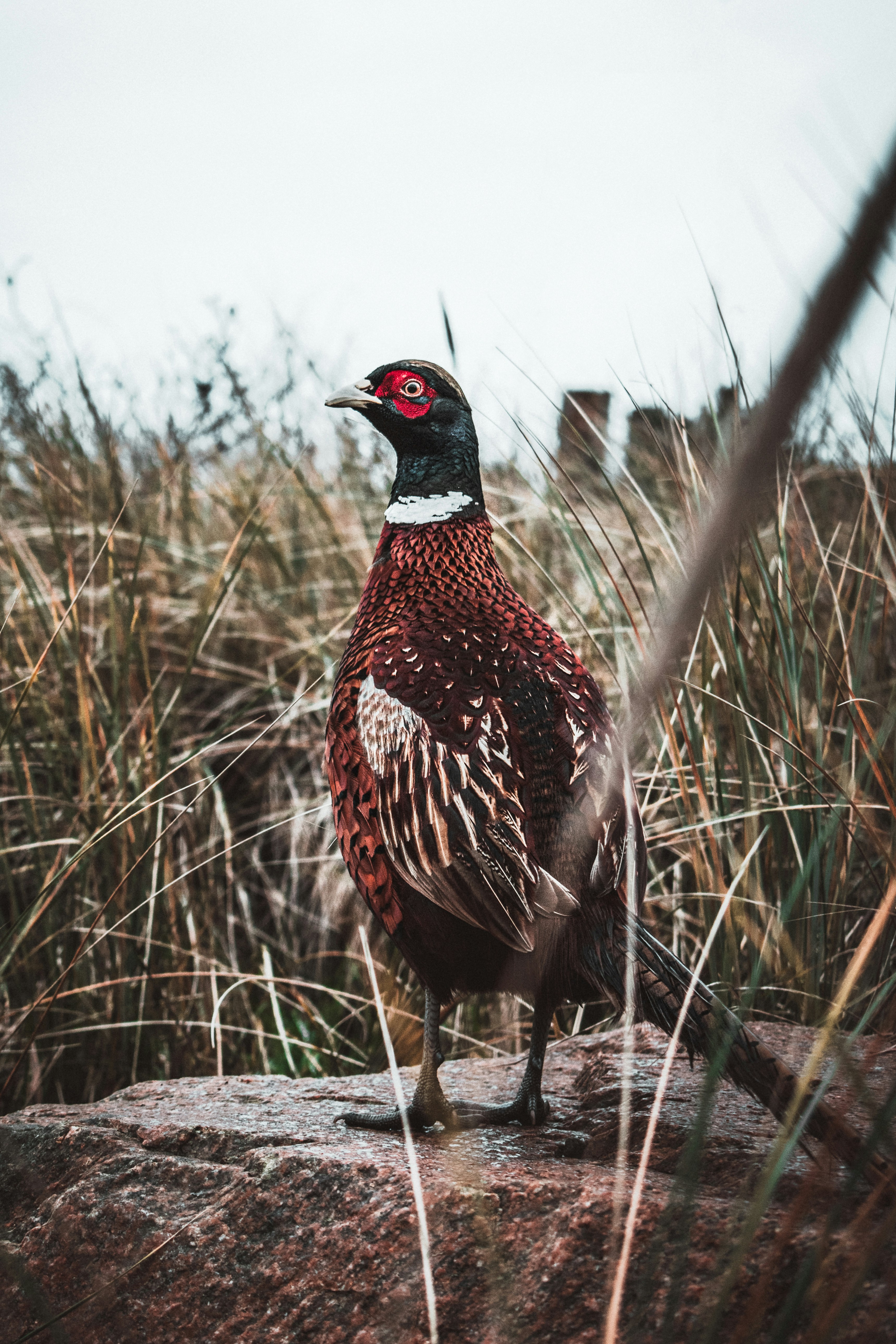 Red-Faced Pheasant Standing on a Weathered Rock Amid Wind-Swept Grass