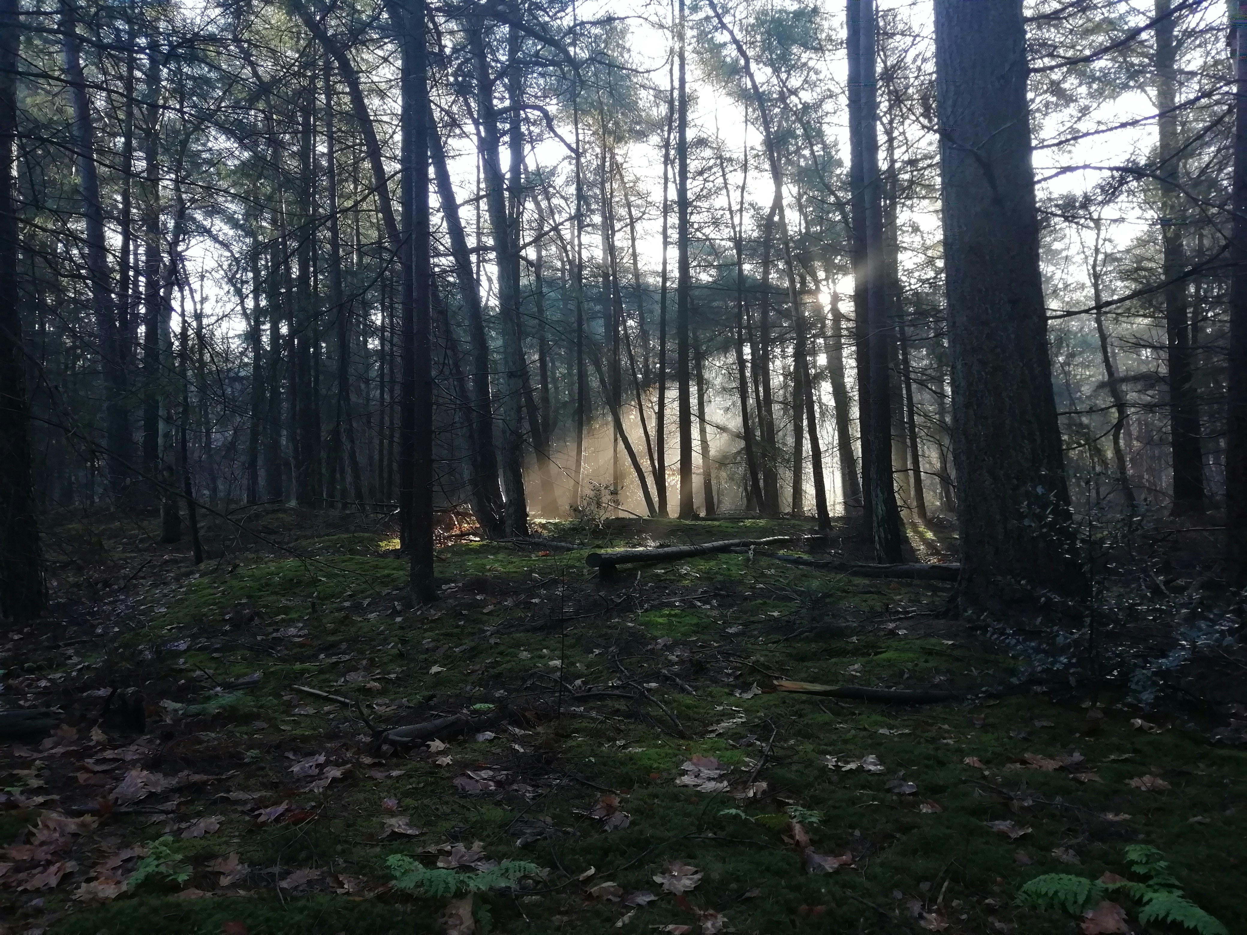 Sunlight filtering through trees in a tranquil forest, creating a serene atmosphere with scattered leaves on the ground.