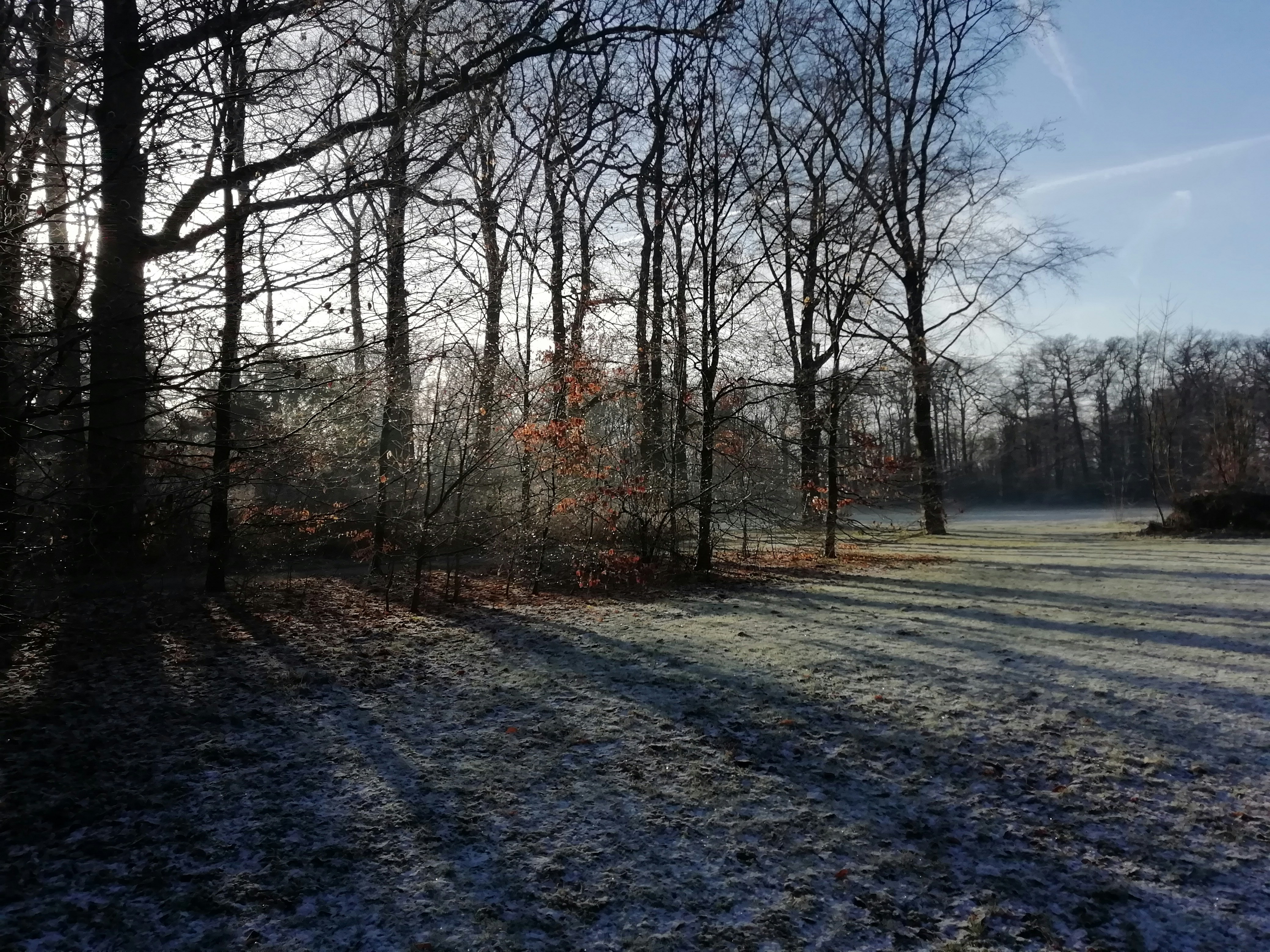 Leafless trees casting long shadows over frost-covered ground in a sunlit forest clearing.