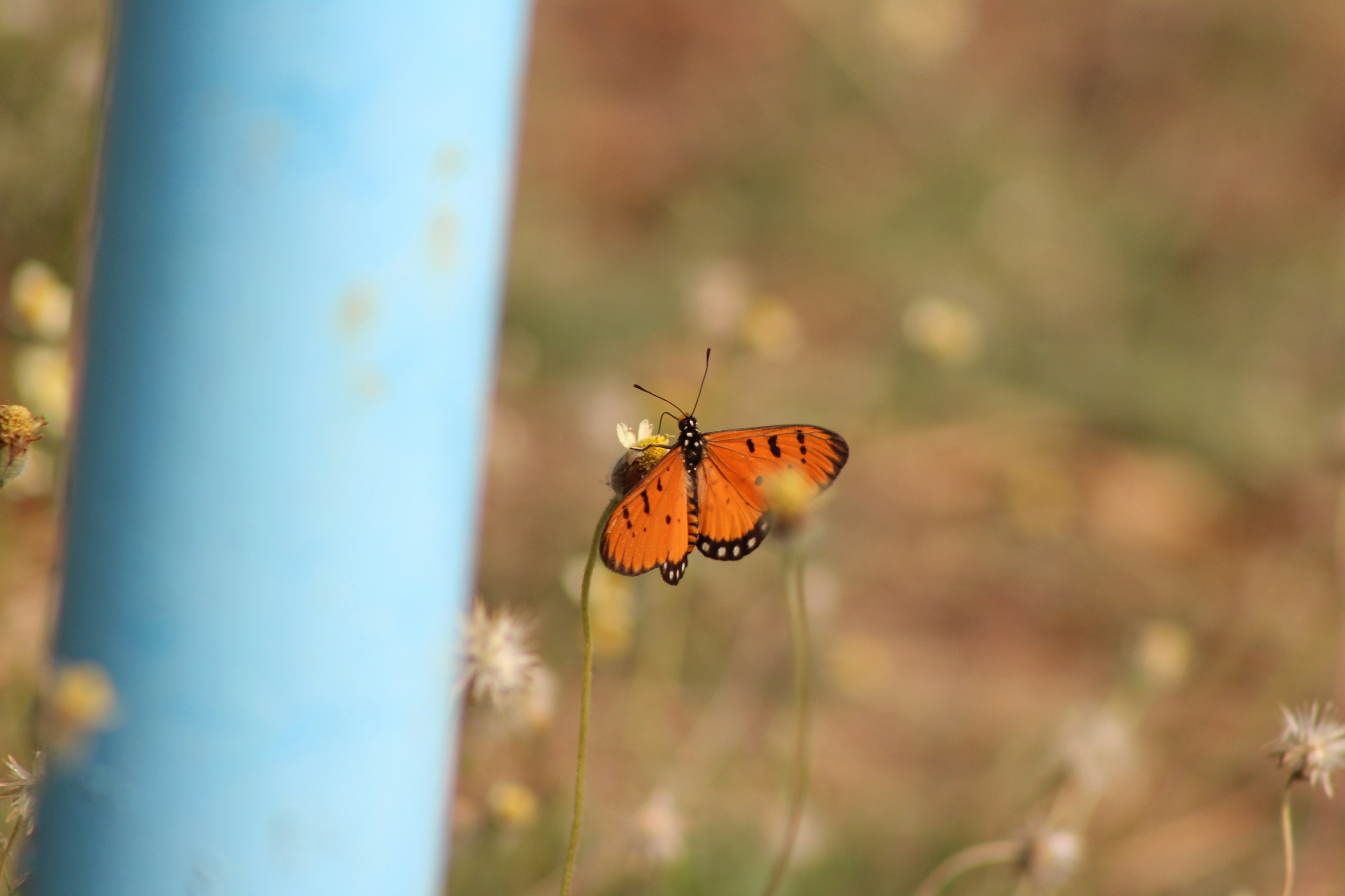 Copper butterfly on a cobalt post: a sunlit moment in a quiet meadow