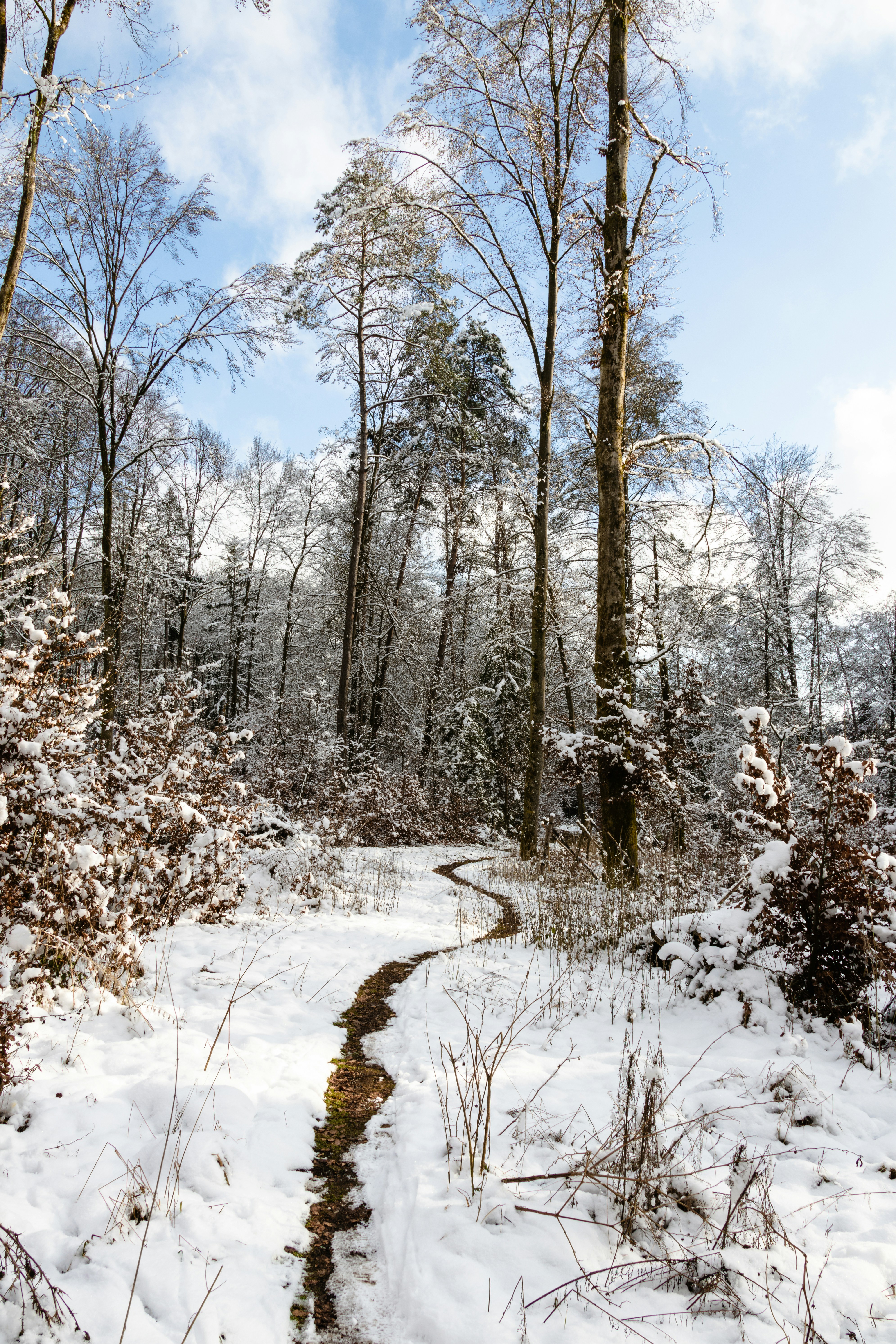 Snowy Forest Trail Winding Toward Morning Light