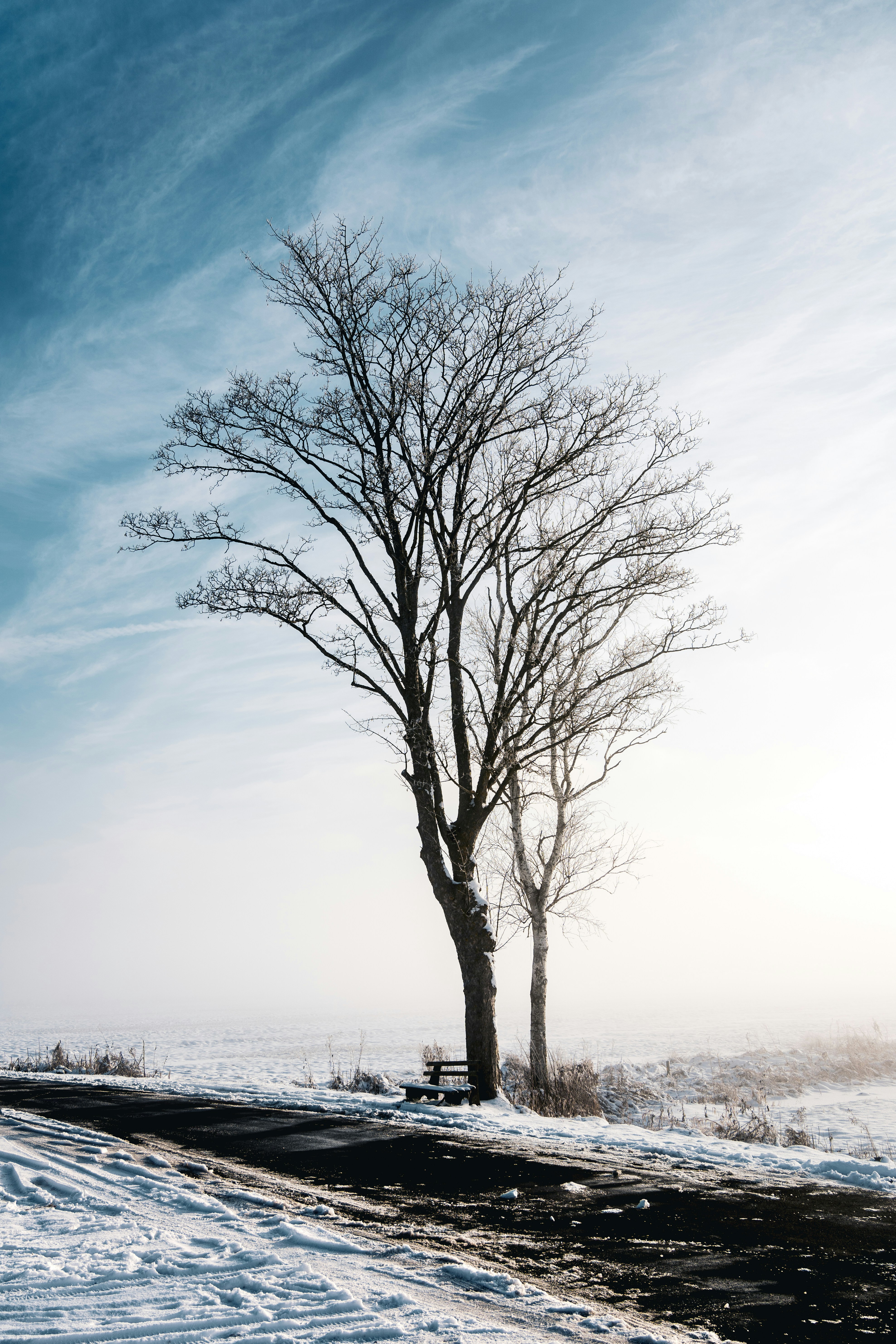 Leafless tree near body of water during daytime photo – Free Tree Image ...