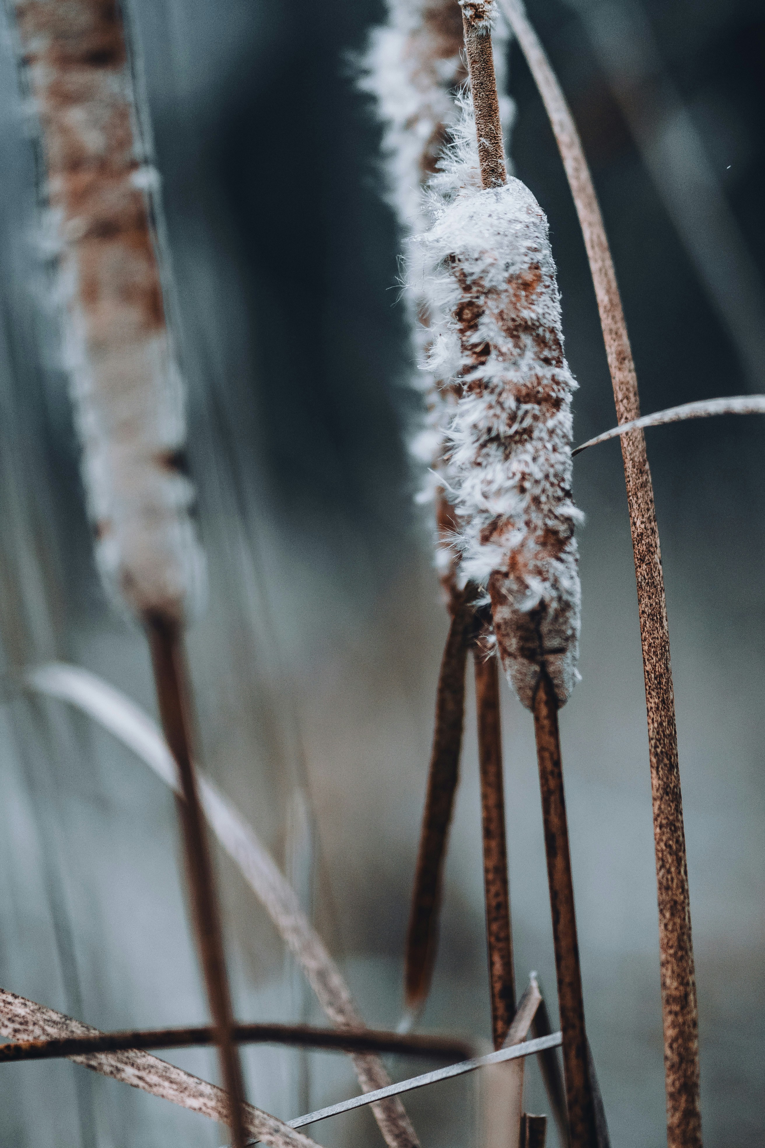 Close-up of frost-covered reeds swaying gently in a muted winter landscape. The delicate textures and soft colors evoke a serene atmosphere.