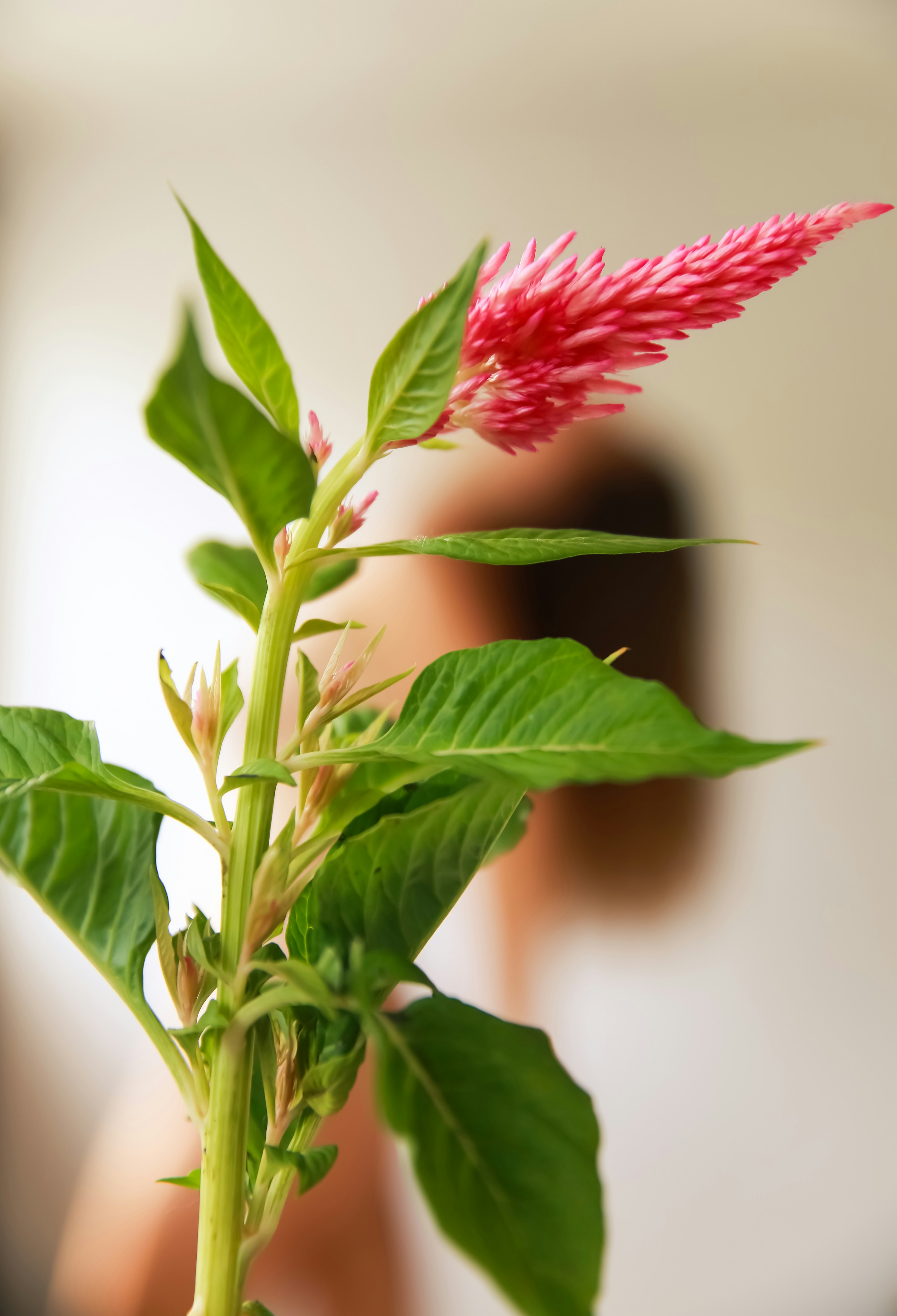 Divine Feminine Pictures | Download Free Images on Unsplash