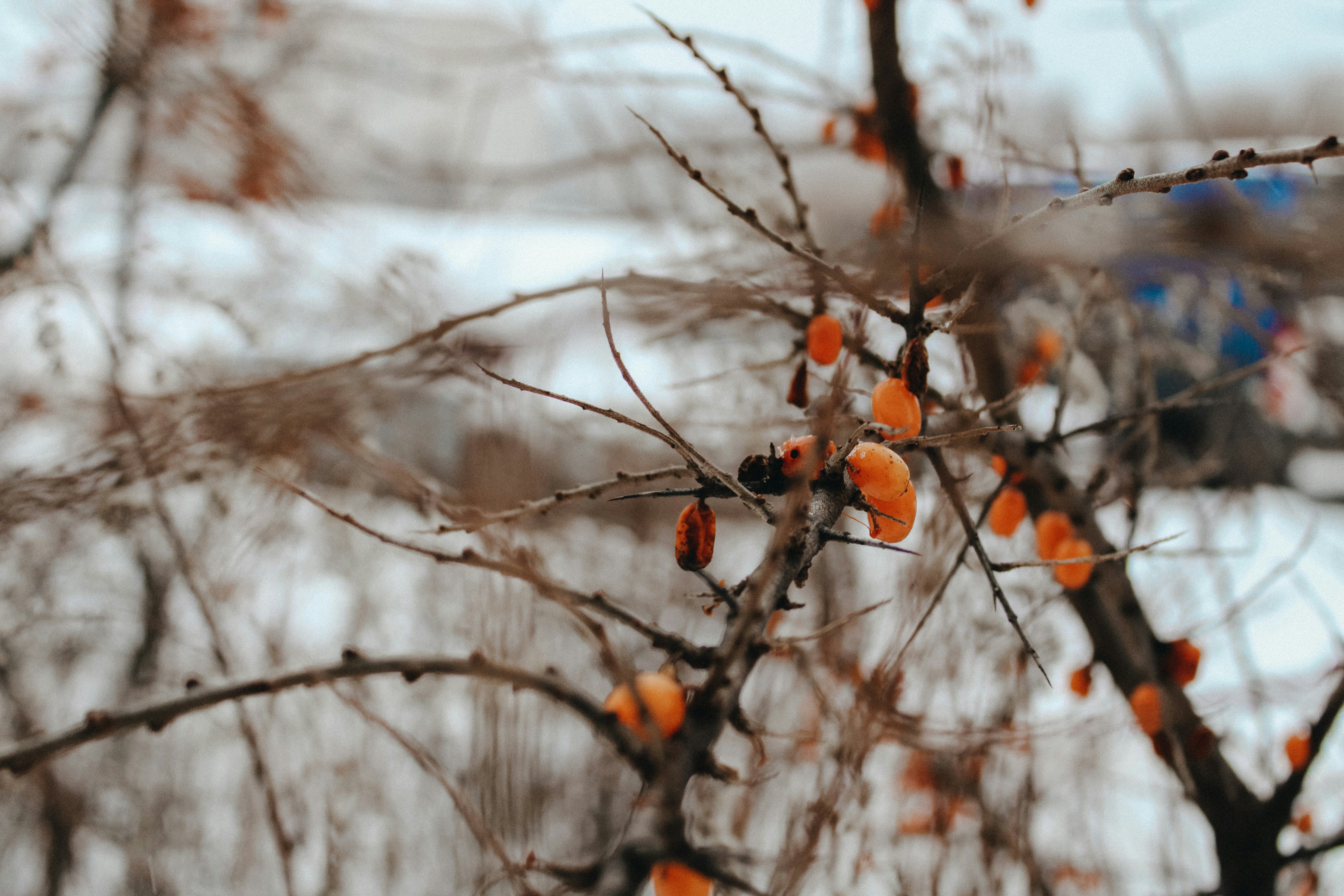 Winter's Orange Beads: Close-Up of Scarlet Berries on Bare Branches