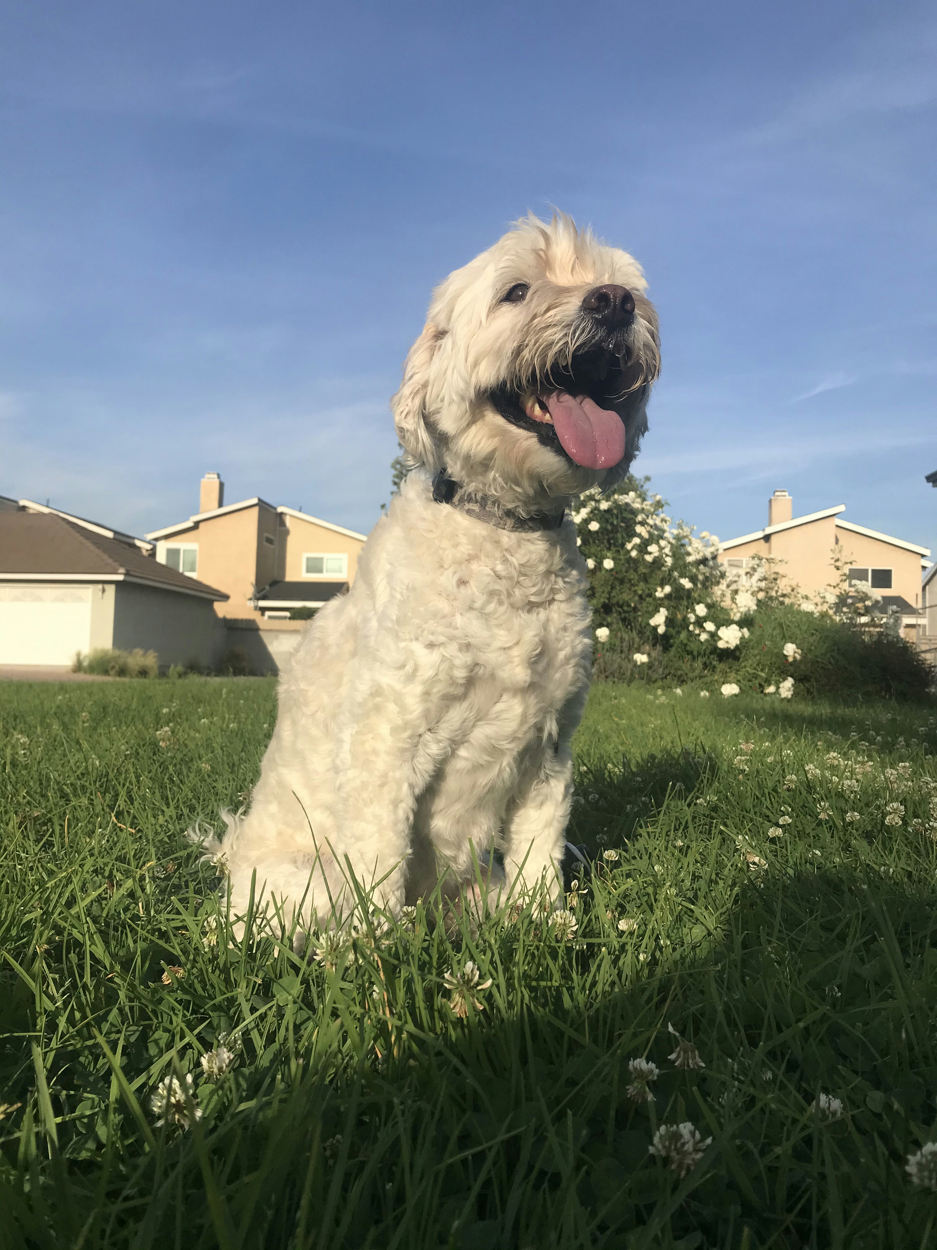 A fluffy dog sits happily in a vibrant green field, basking in the sunlight with a playful expression. The background features suburban homes and blooming flowers.