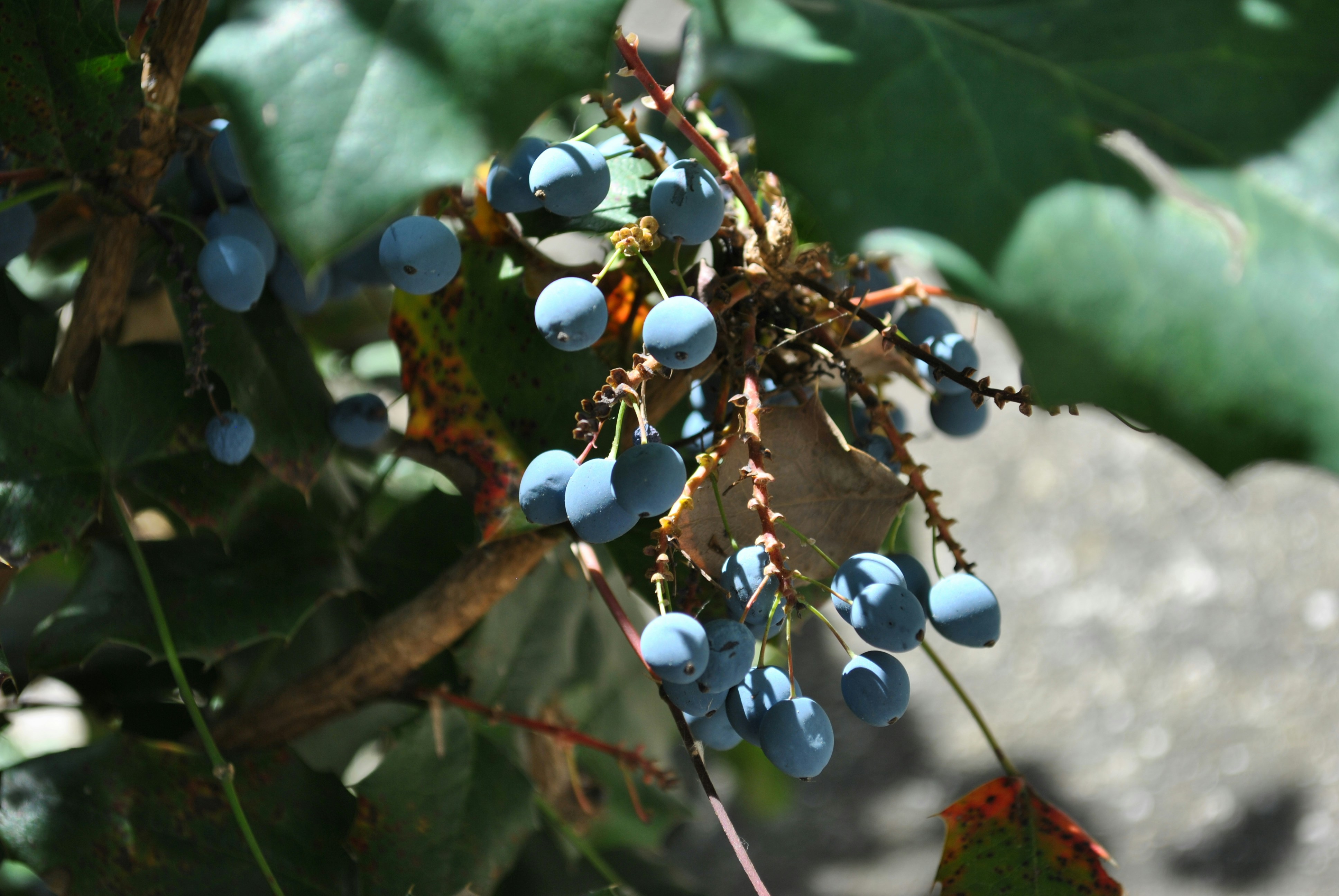 Dusk-Blue Berries Nestled in a Veined Green Canopy