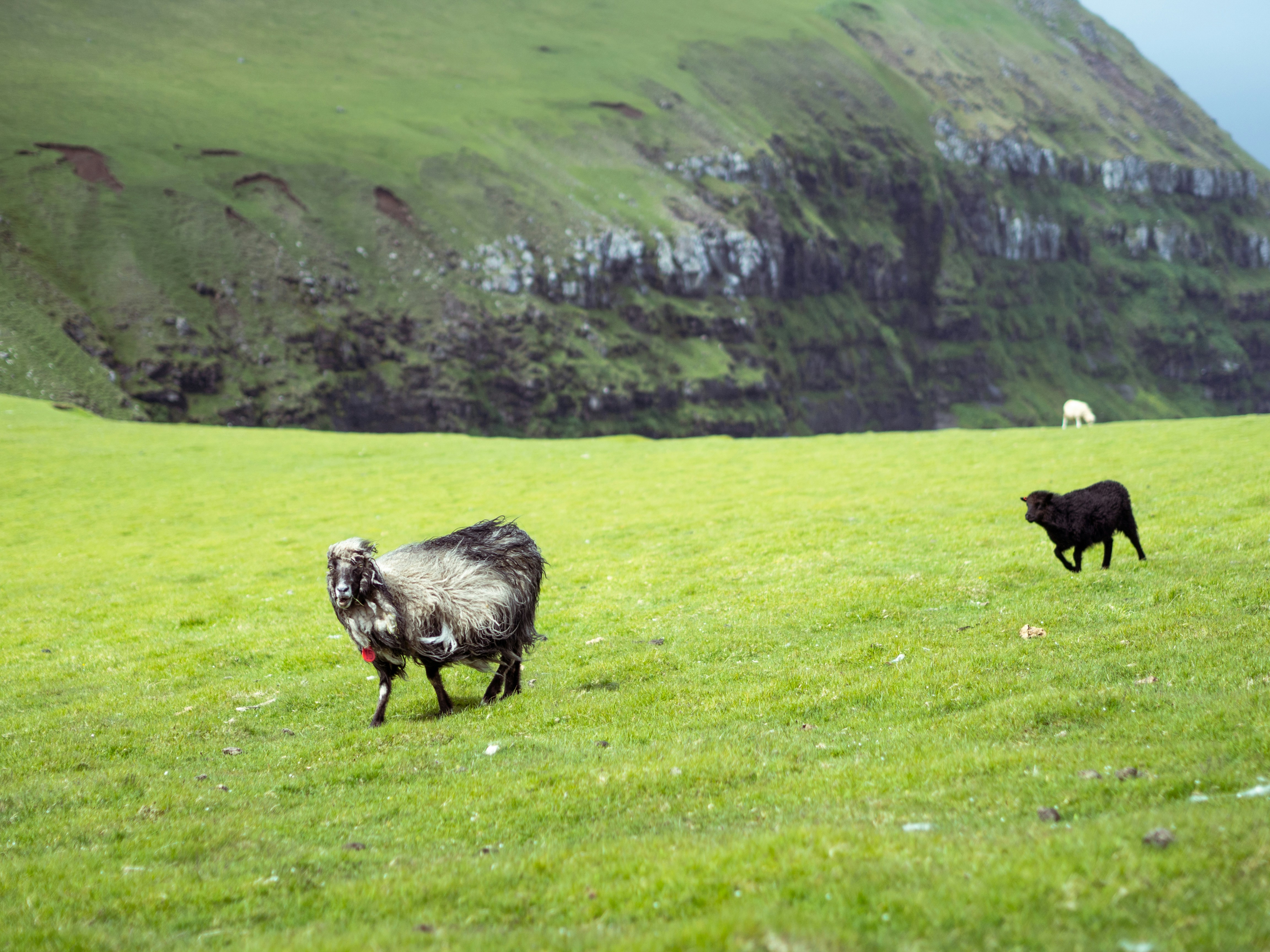 A sheep with a distinctive coat trots across a lush green meadow while a black dog observes nearby. The backdrop features rugged cliffs under a cloudy sky.