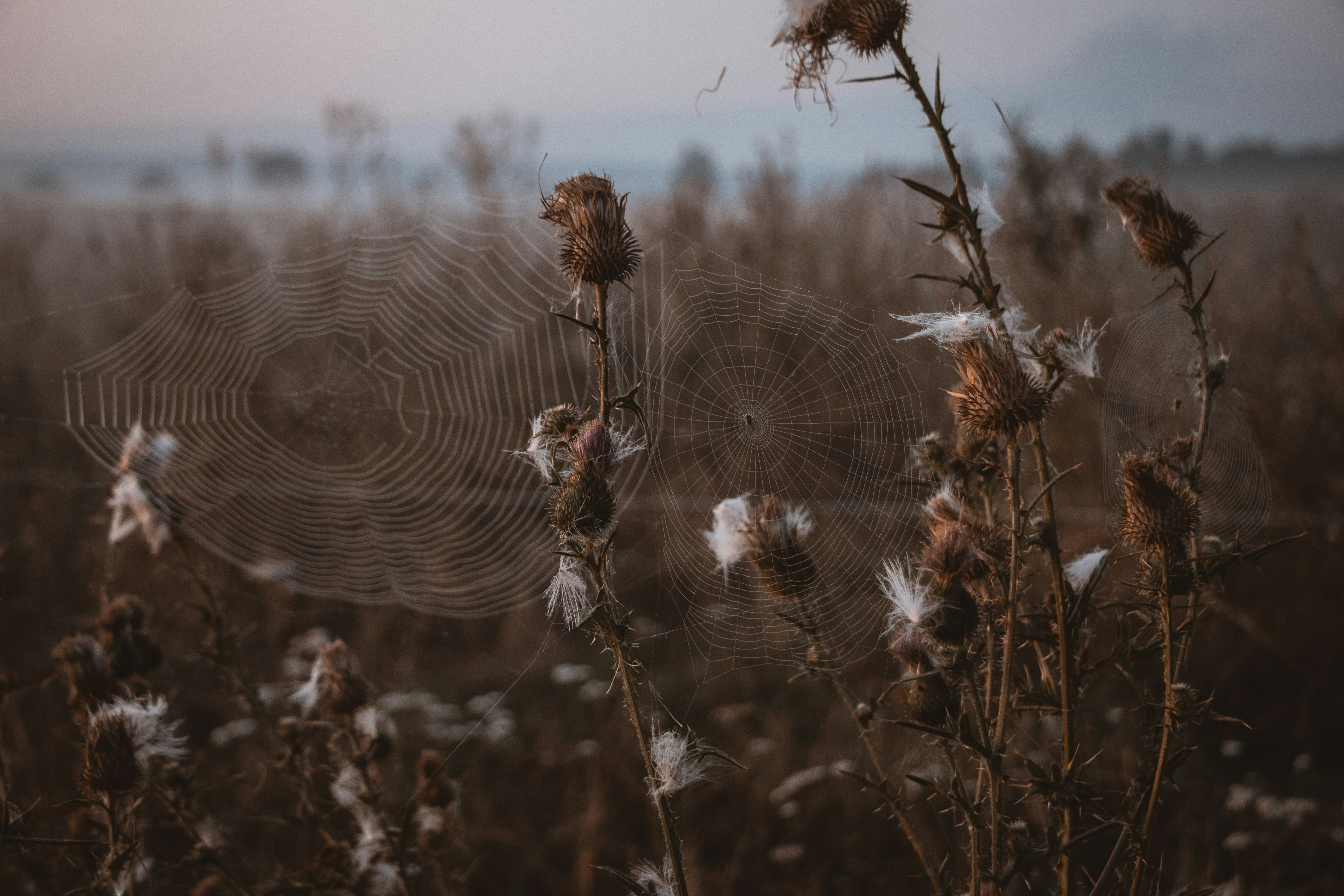 Webbed Dawn: Delicate Silk Among Withered Stems