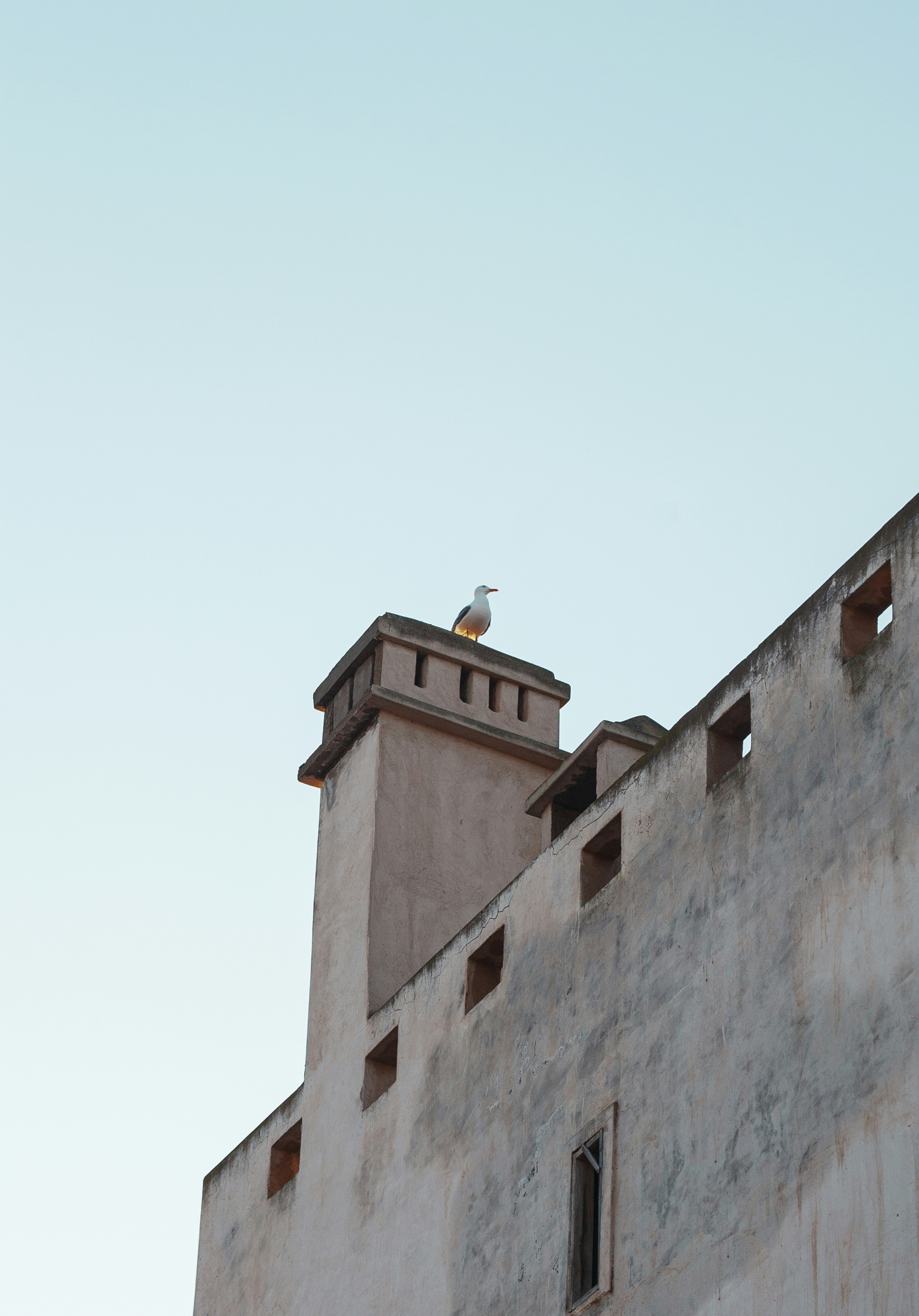 A solitary seagull perched on a chimney of a weathered building against a clear sky.