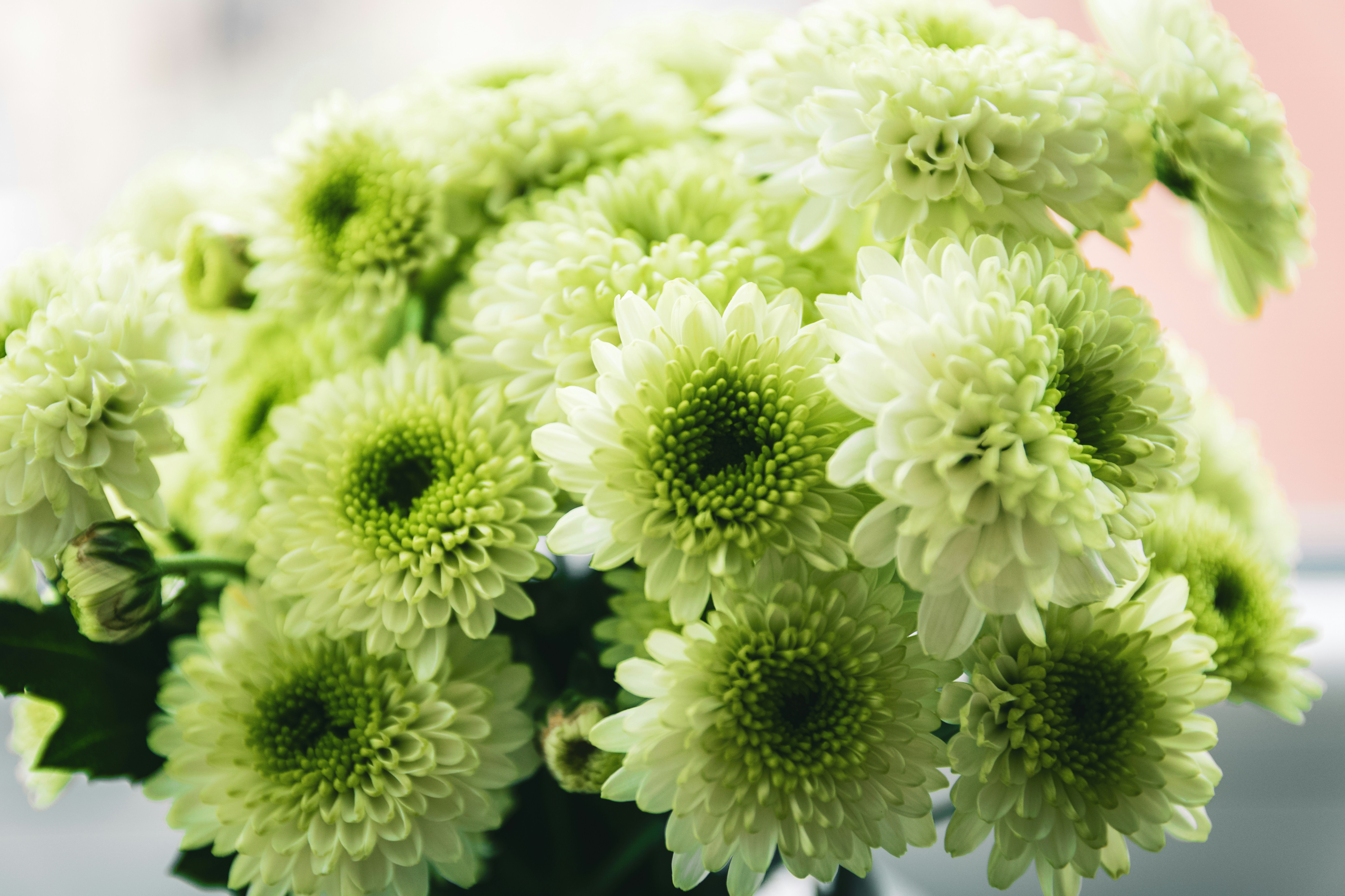Verdant Bloom Burst: Close‑Minded to a Green-White Chrysanthemum Bouquet