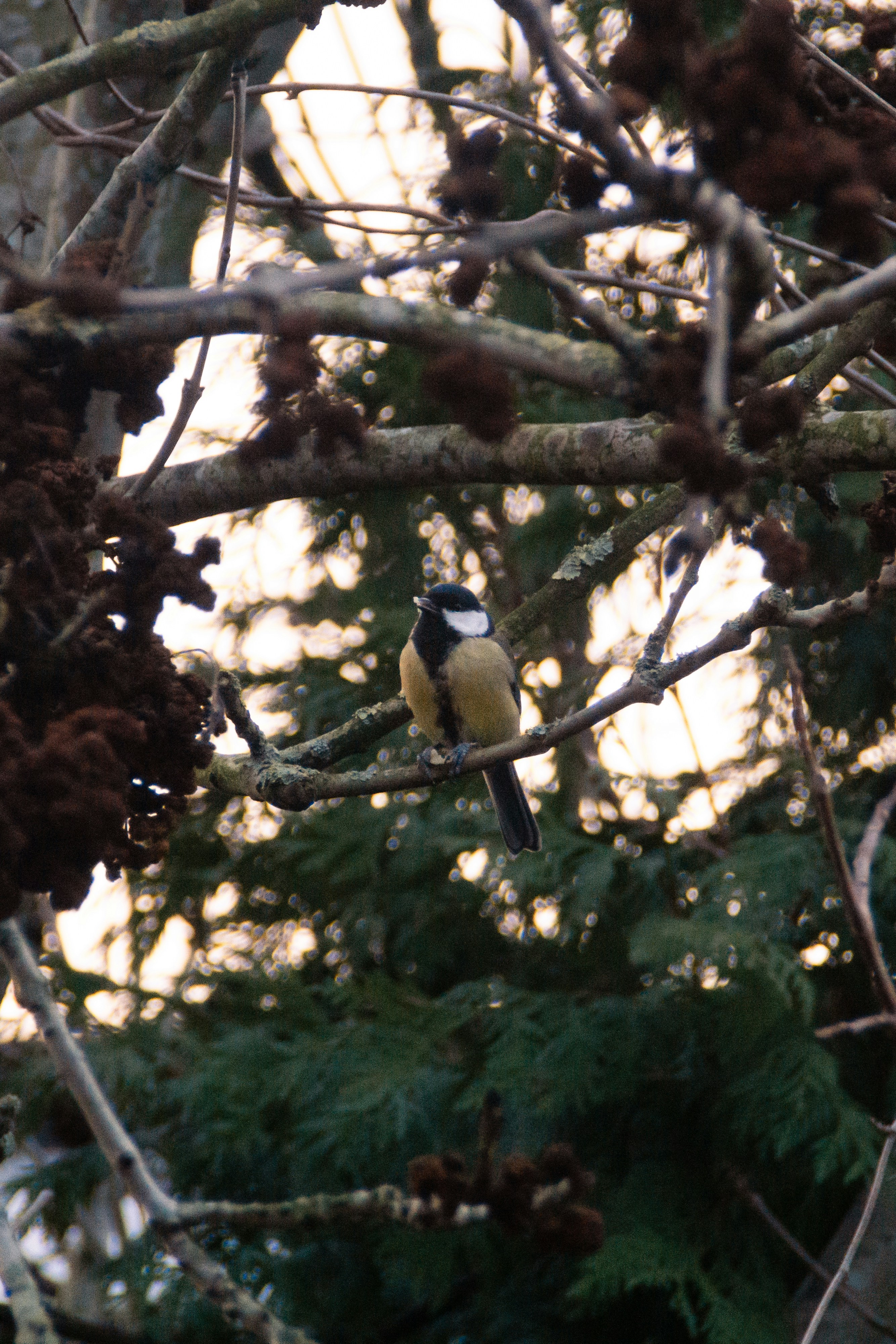 Finn IJspeert (@finnysz) | Unsplash Photo Community